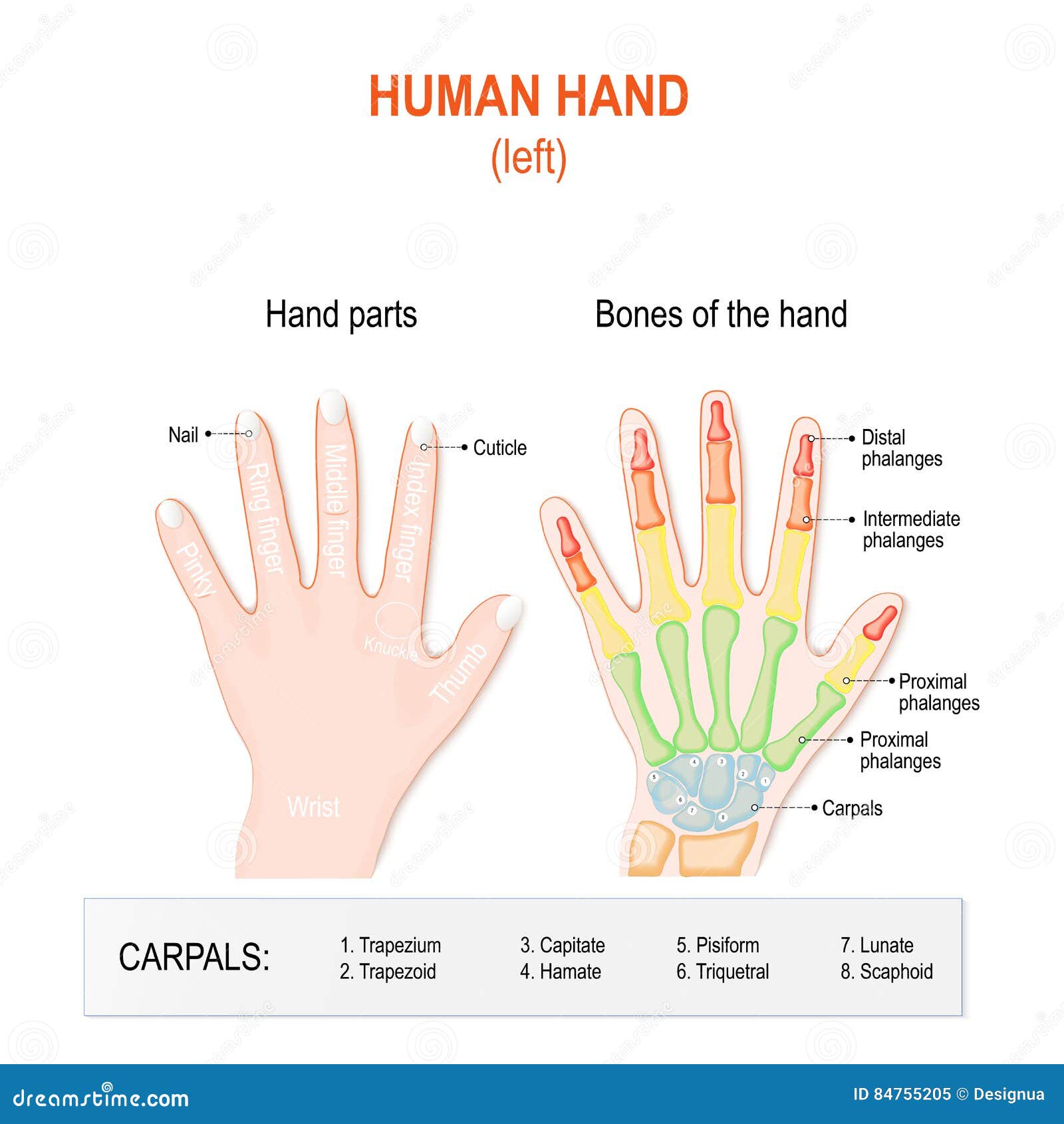 Menschliche Handteile Und Knochen Vektor Abbildung - Illustration von ...
