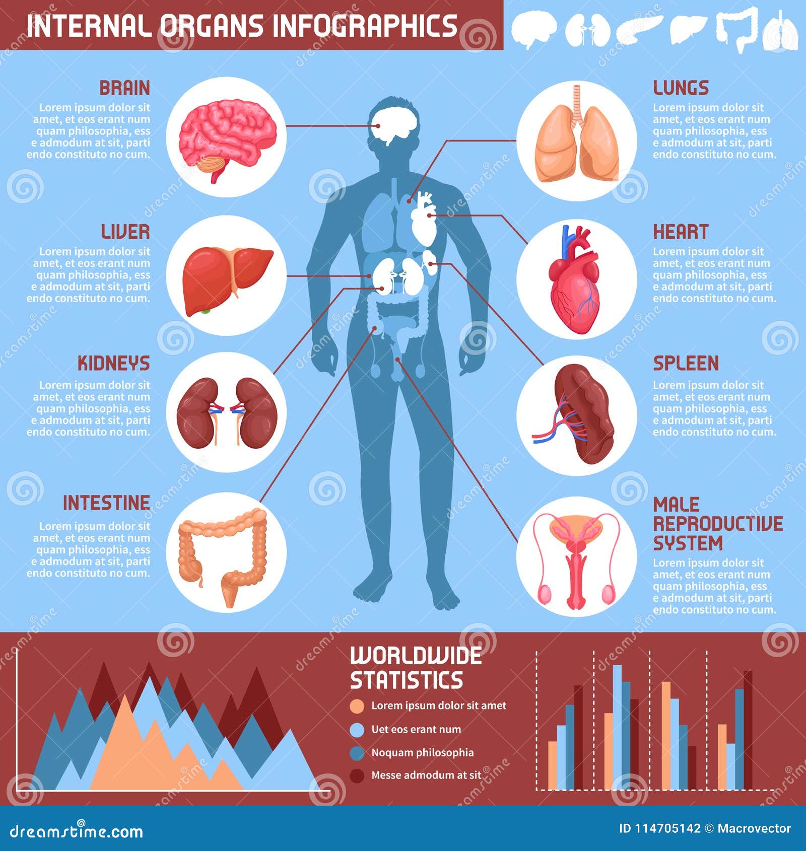 Menschliche Innere Organe Infographics Vektor Abbildung - Illustration ...