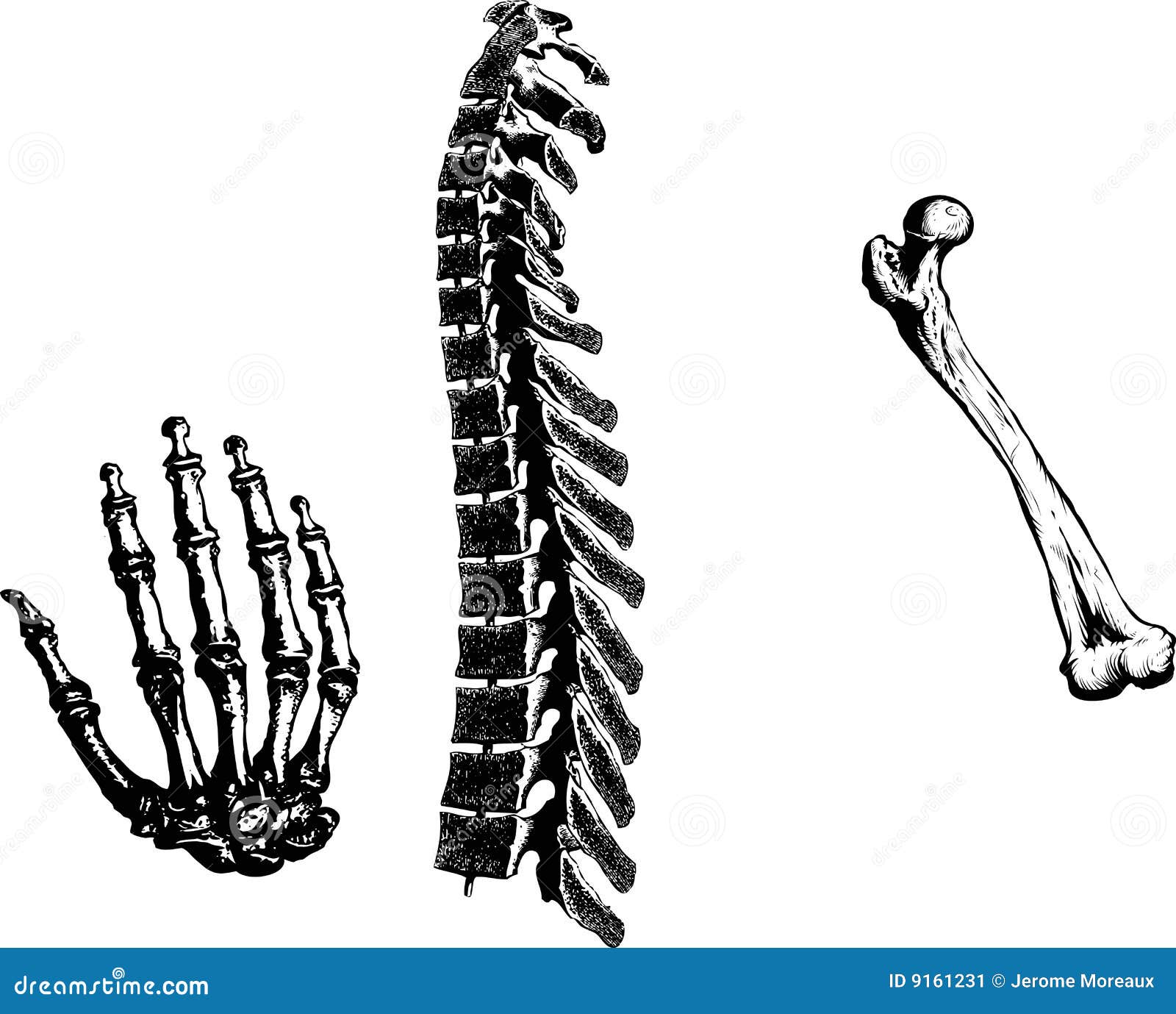 Menschliche Knochen stock abbildung. Illustration von krypta - 9161231