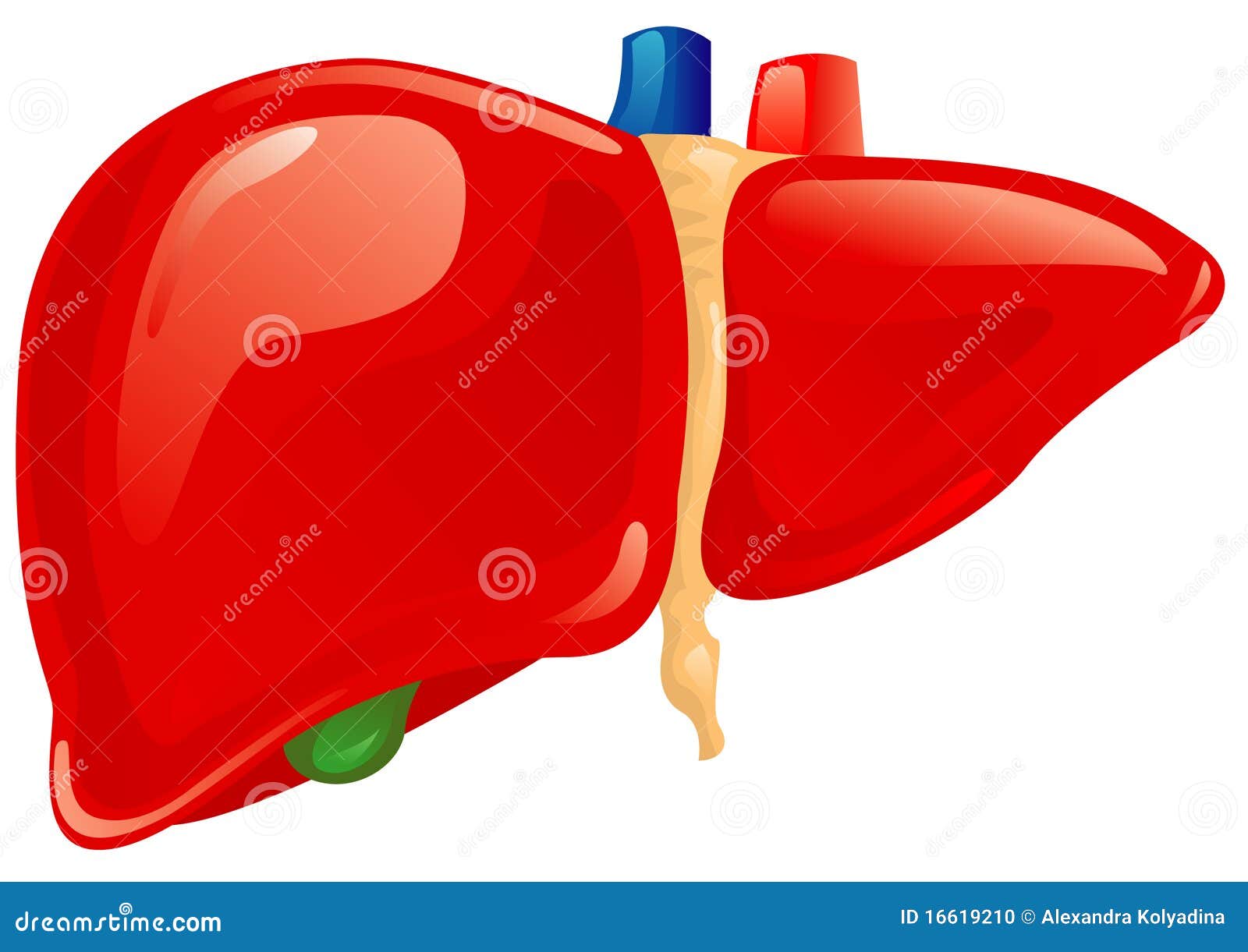 Menschliche Leber vektor abbildung. Illustration von intern - 16619210