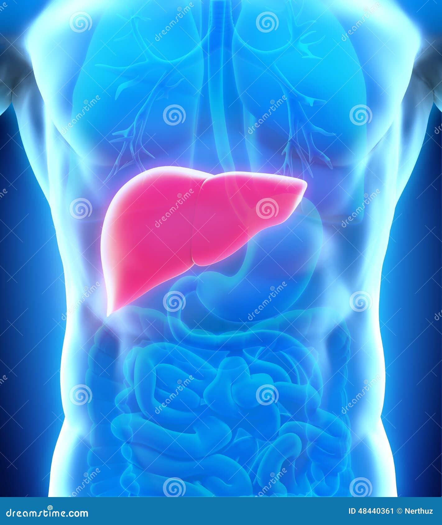 Menschliche Leber-Anatomie stock abbildung. Illustration von diagnose ...