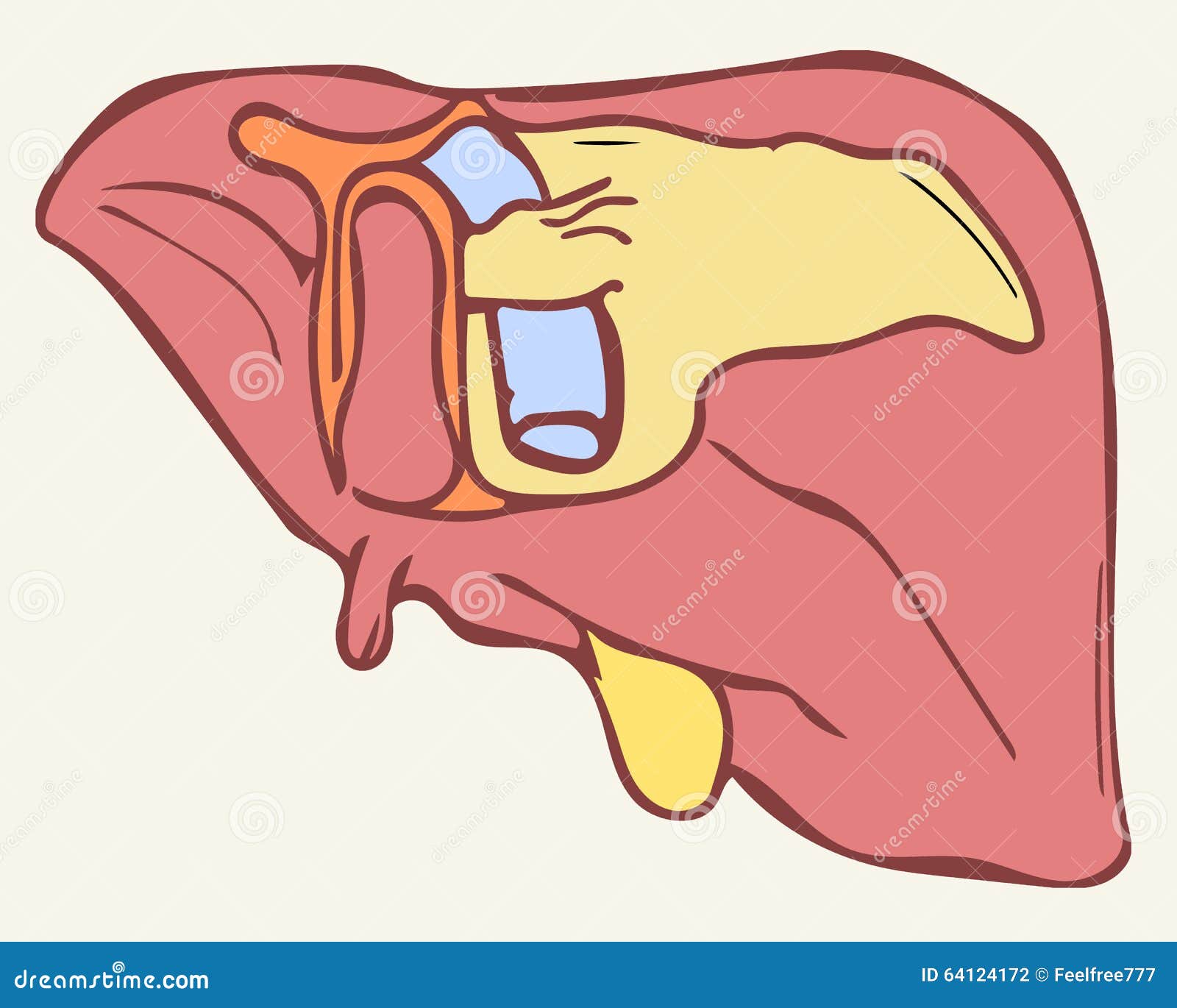 Menschliche Leber-Anatomie stock abbildung. Illustration von druck ...