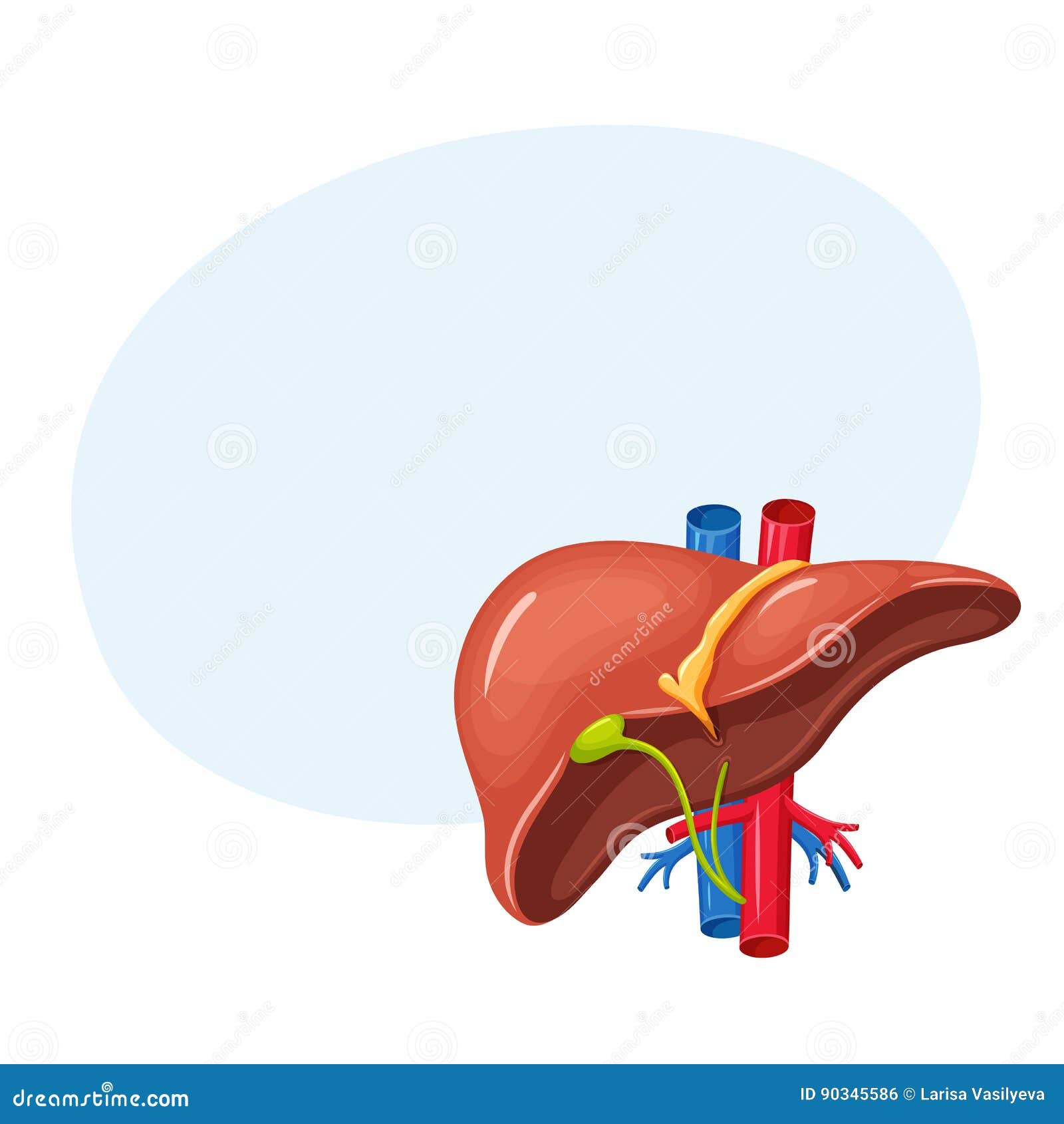Menschliche Leber-Anatomie vektor abbildung. Illustration von ...