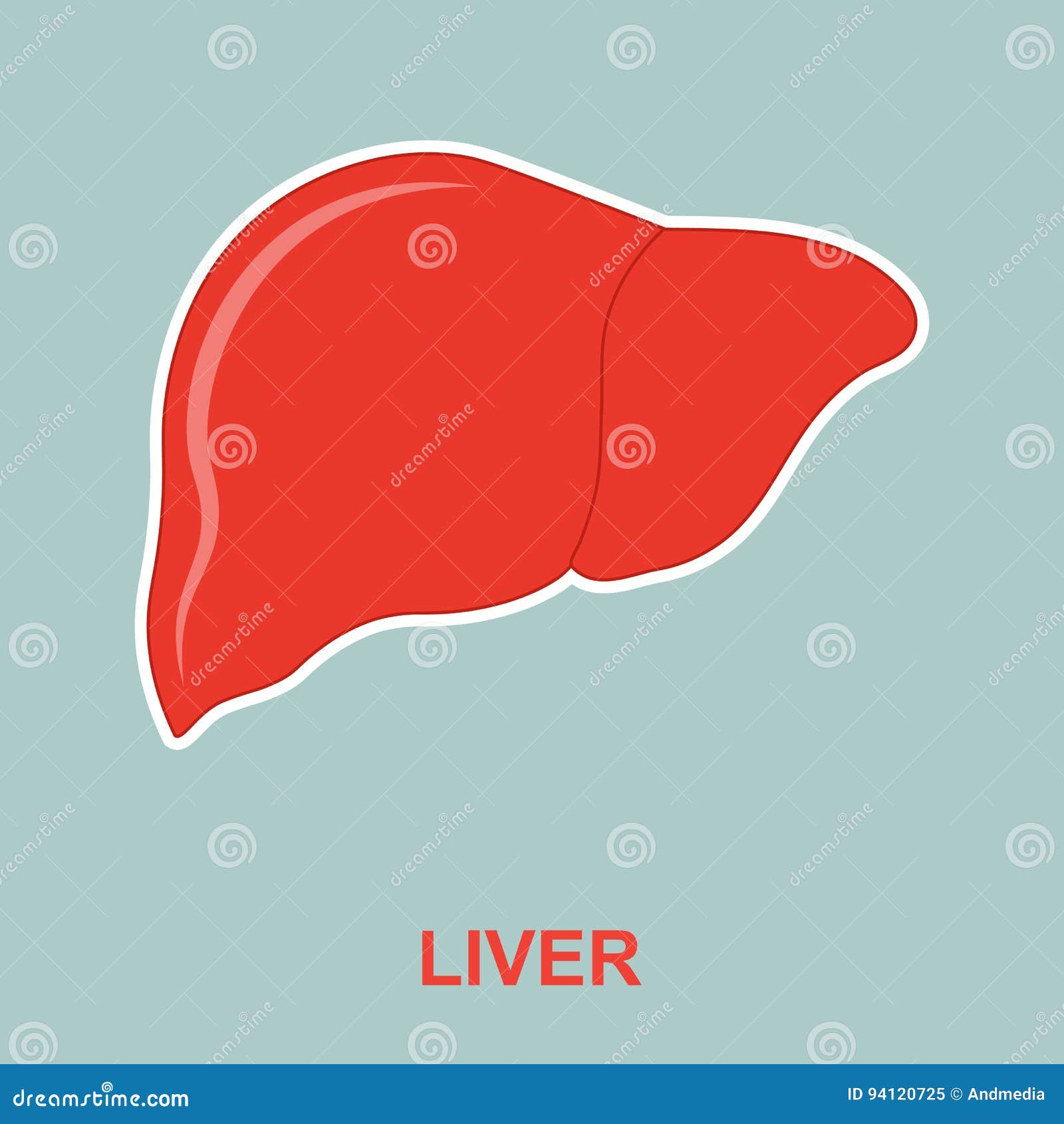 Menschliche Leber-Anatomie vektor abbildung. Illustration von leber ...