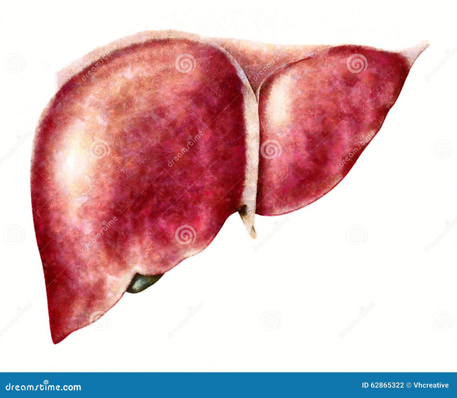 Menschliche Leber-Anatomie-Illustration Stock Abbildung - Bild: 62865322