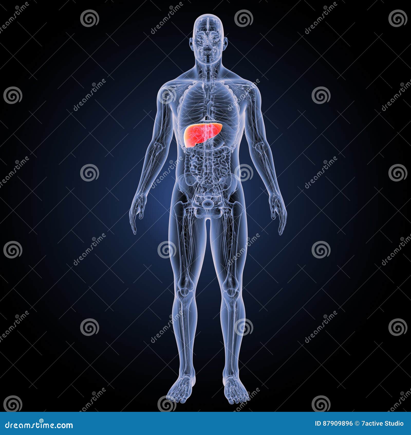 Menschliche Leber Mit Anatomievorderansicht Stock Abbildung ...