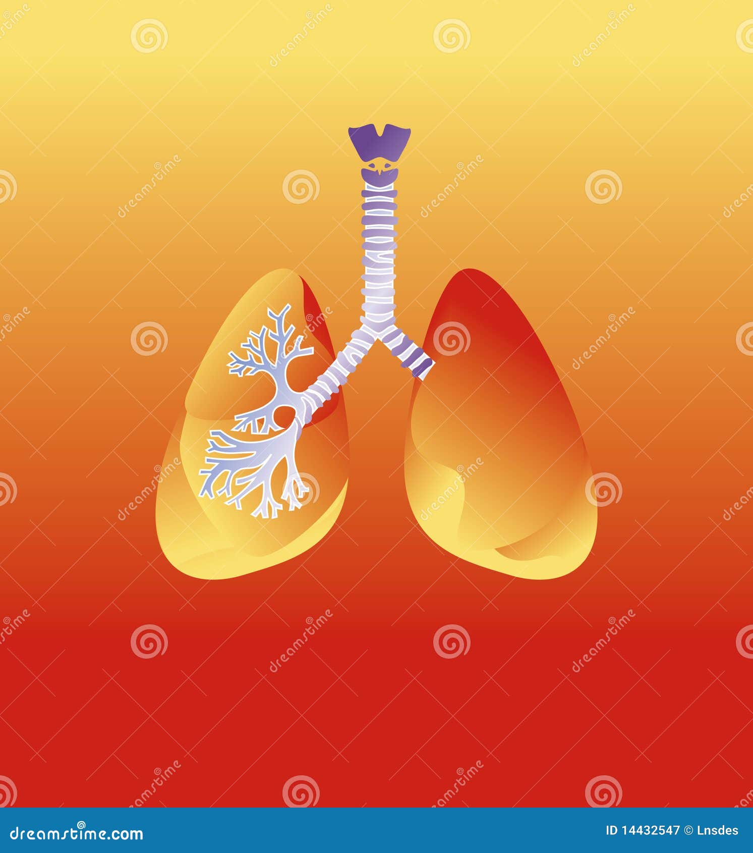 Menschliche Lungen vektor abbildung. Illustration von organ - 14432547