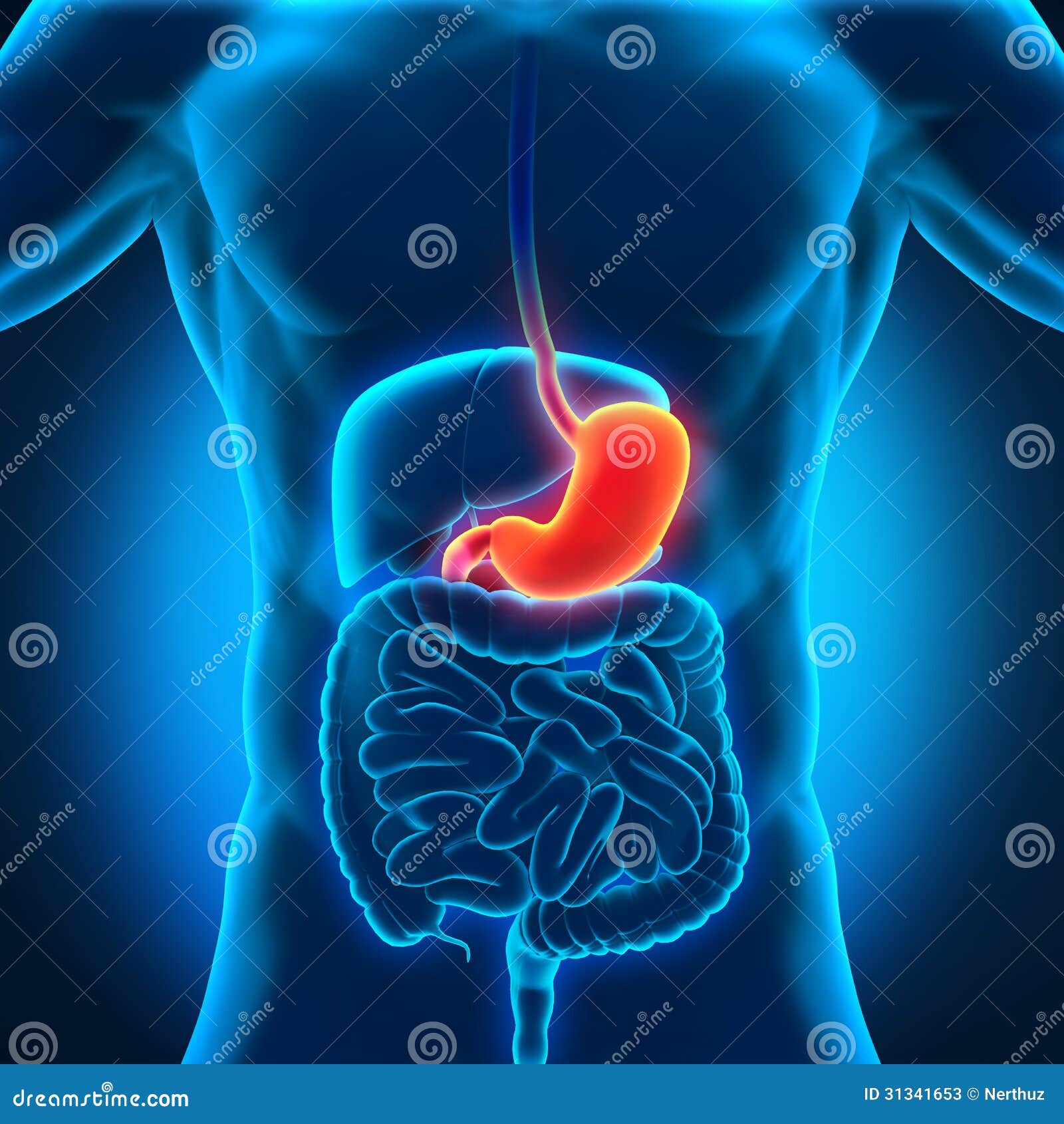 Menschliche Magen-Anatomie stock abbildung. Illustration von ileum ...