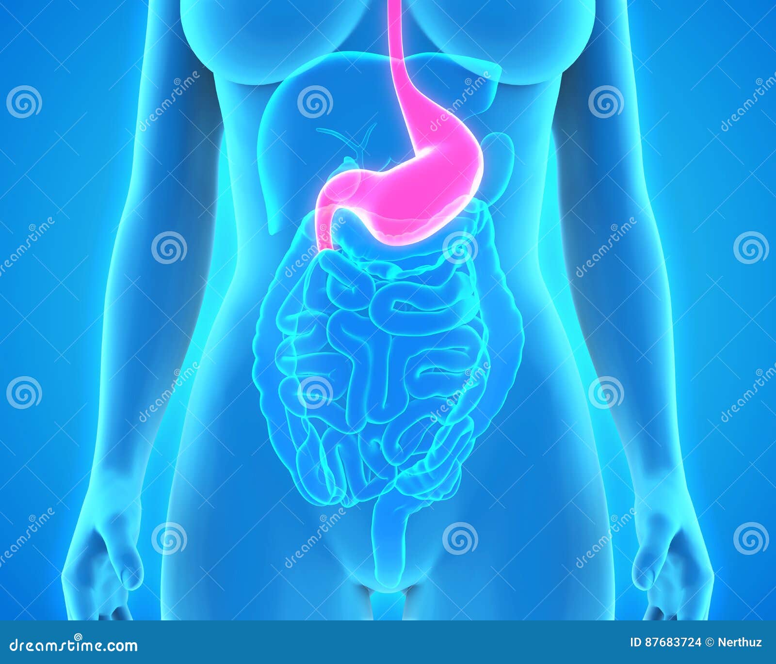 Menschliche Magen-Anatomie stock abbildung. Illustration von gastritis ...