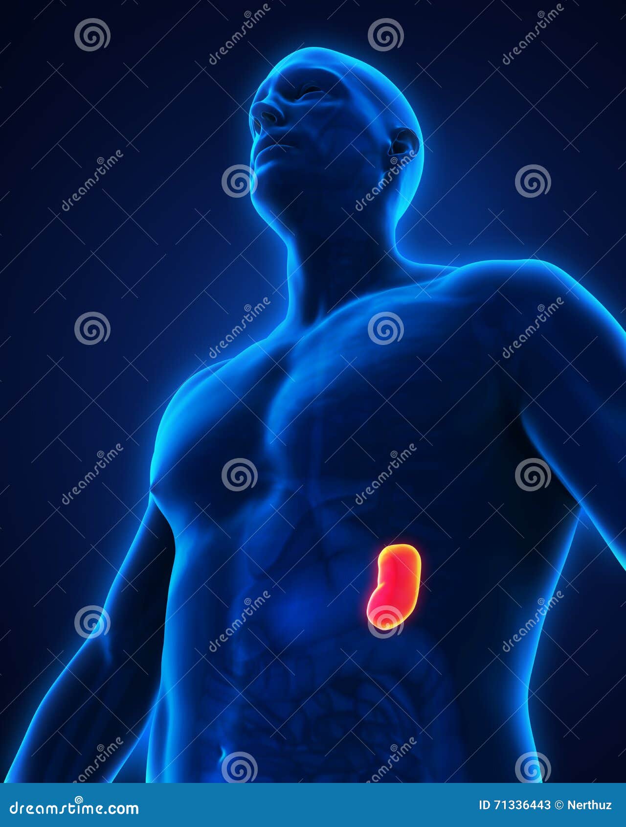 Menschliche Milz-Anatomie stock abbildung. Illustration von entzündung ...