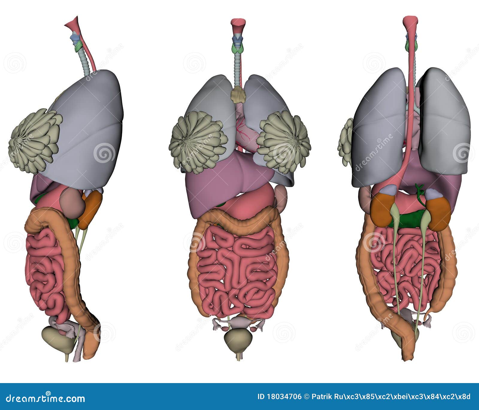Menschliche Organe stock abbildung. Illustration von menschlich - 18034706