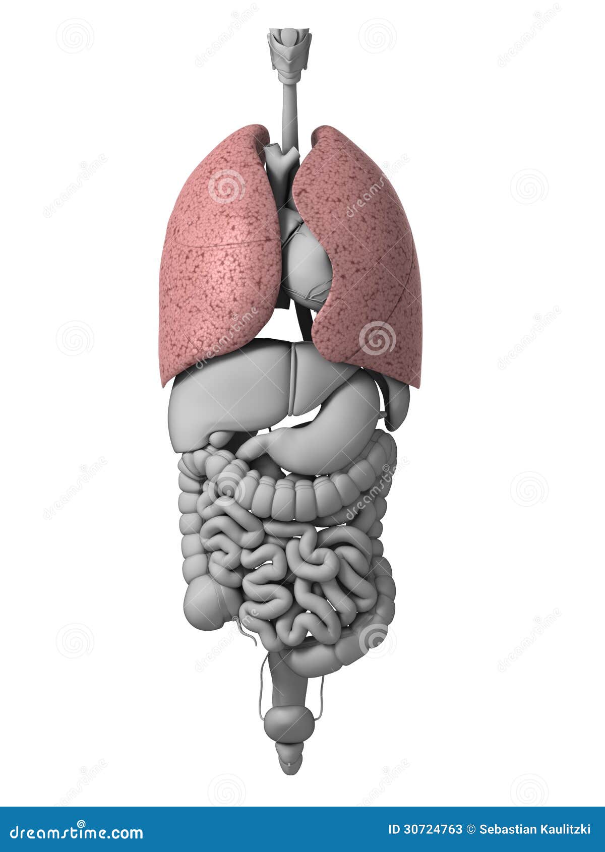 Menschliche Organe stock abbildung. Illustration von abbildung - 30724763