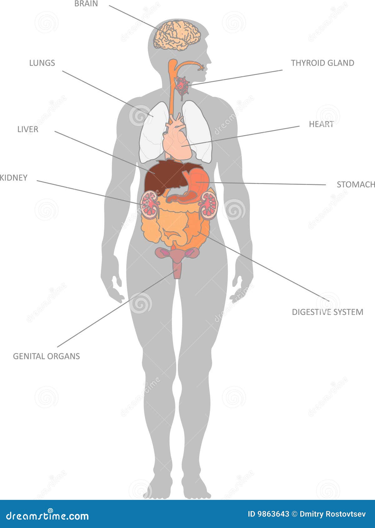 Menschliche Organe vektor abbildung. Illustration von dargestellt - 9863643