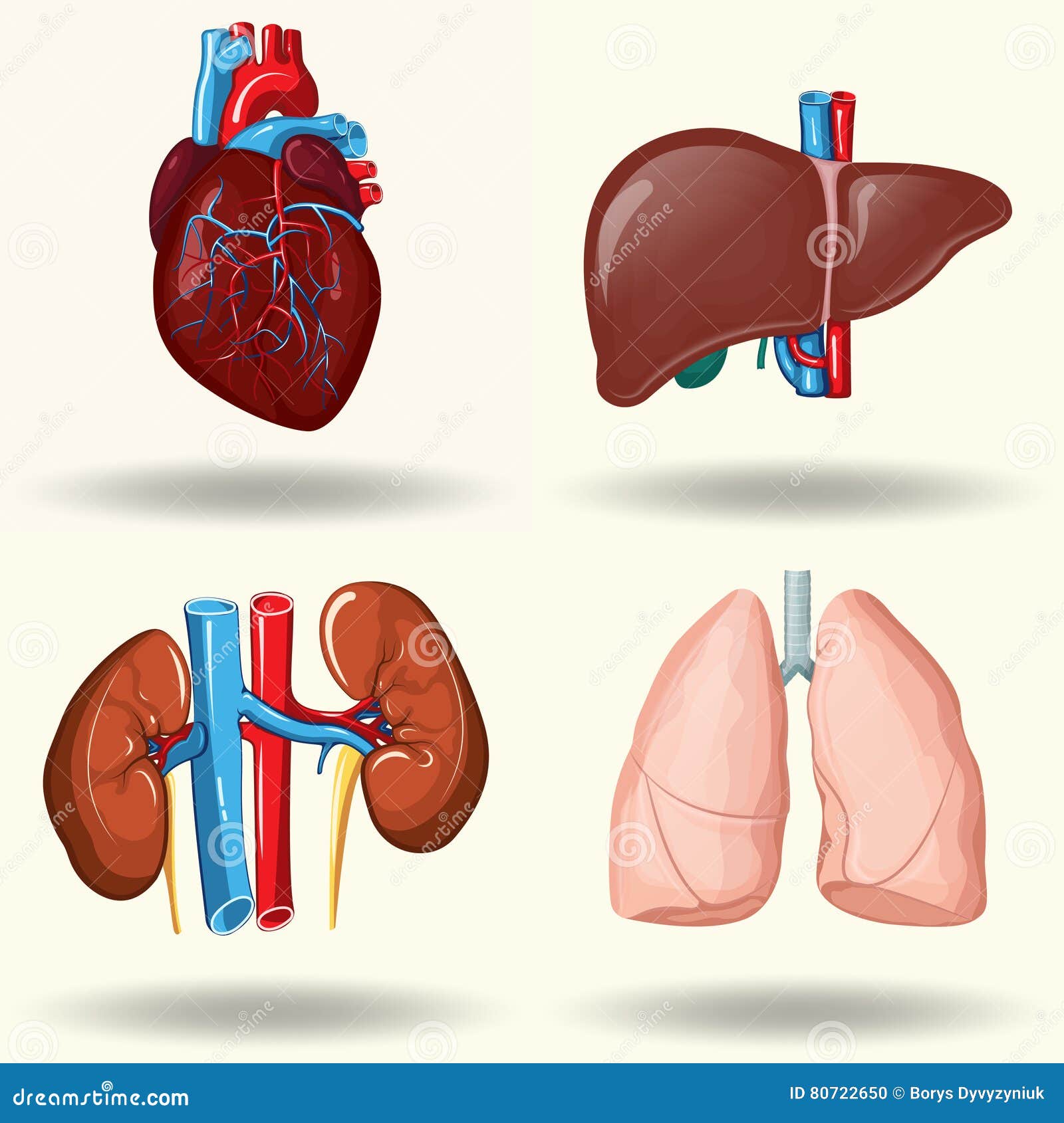 Menschliche Organe Eingestellt Vektor Abbildung - Illustration von ...