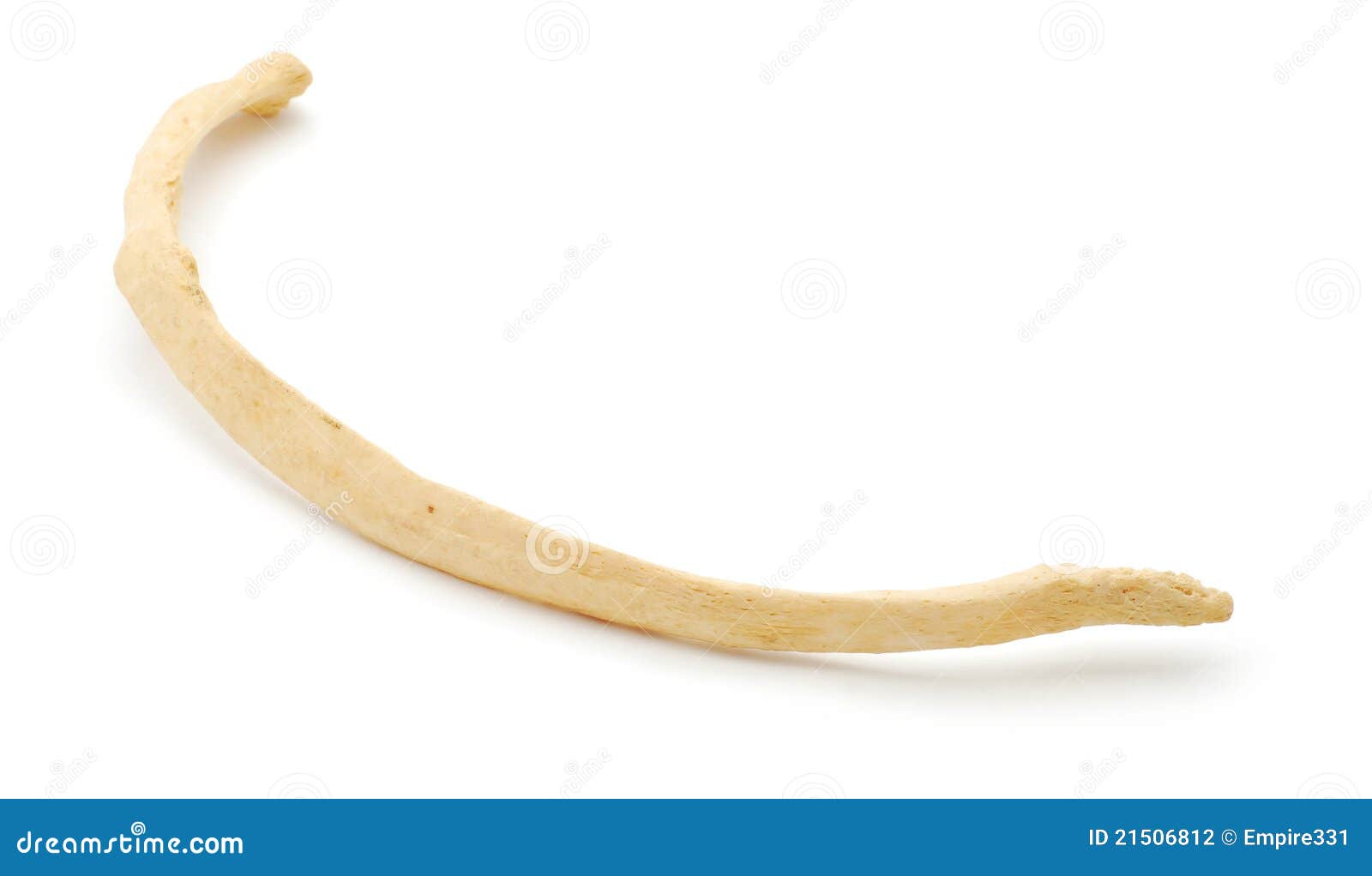 Menschliche Rippe stockfoto. Bild von medizinisch, rippe - 21506812