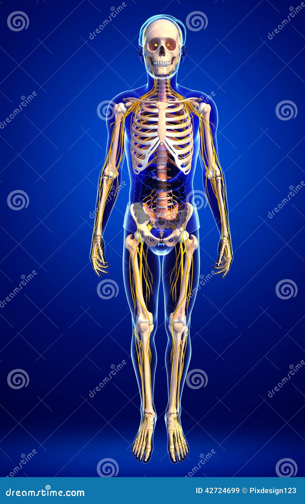 Menschliche Skeleton Anatomie Stock Abbildung - Illustration von dorn ...