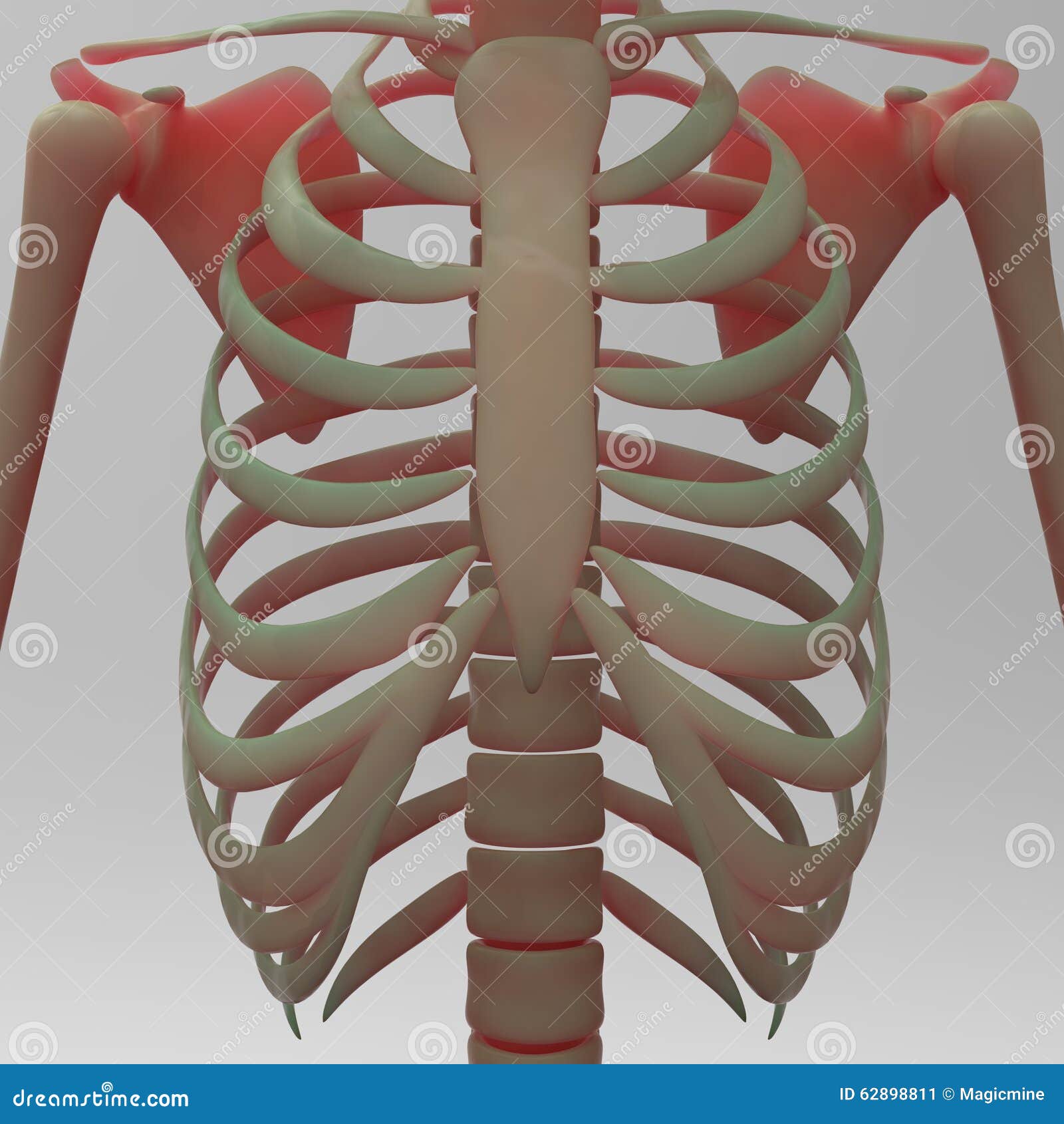 Menschliche Skeleton Rippen Stock Abbildung - Illustration von ...