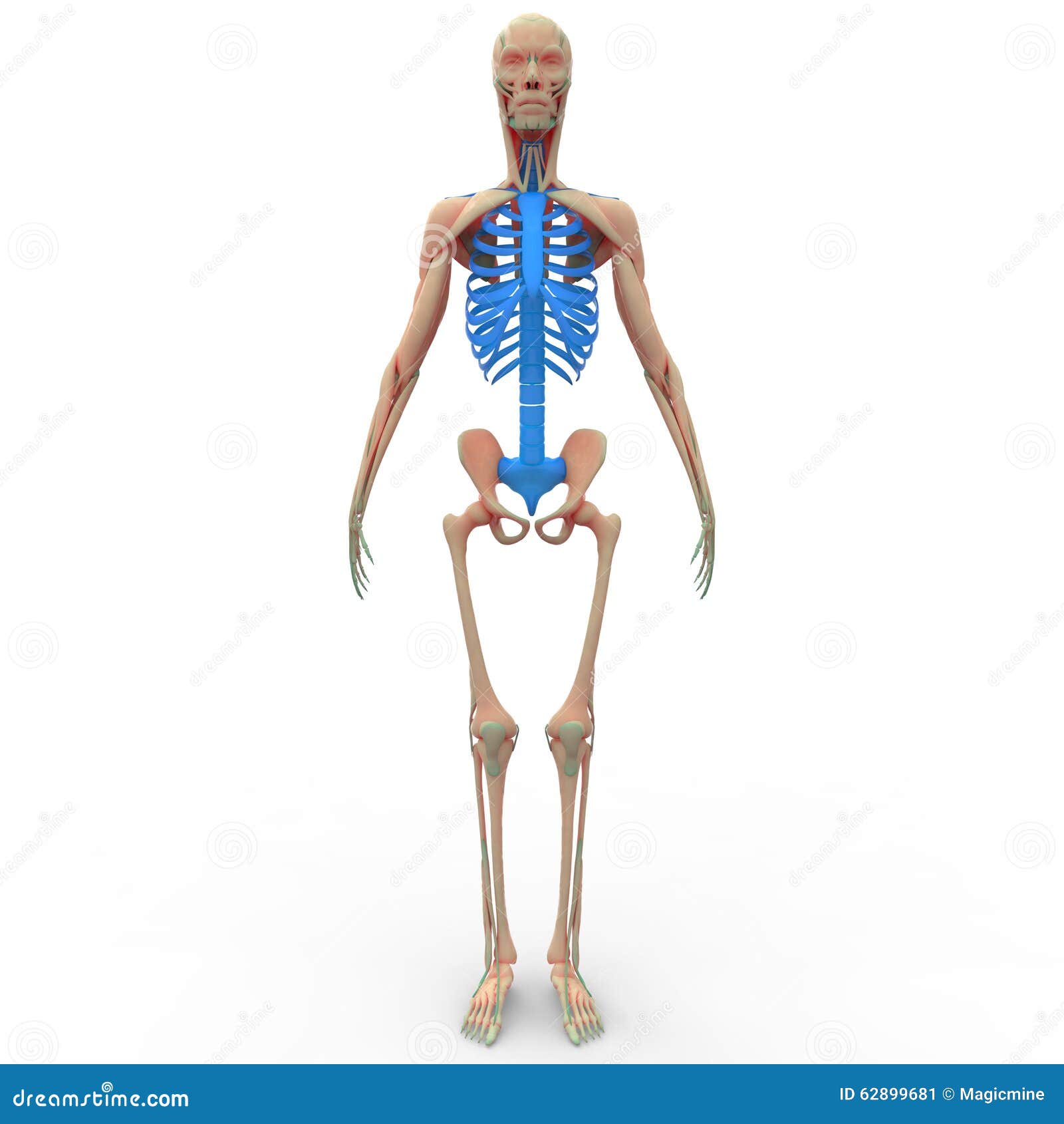 Menschliche Skeleton Rippen Stock Abbildung - Illustration von ...