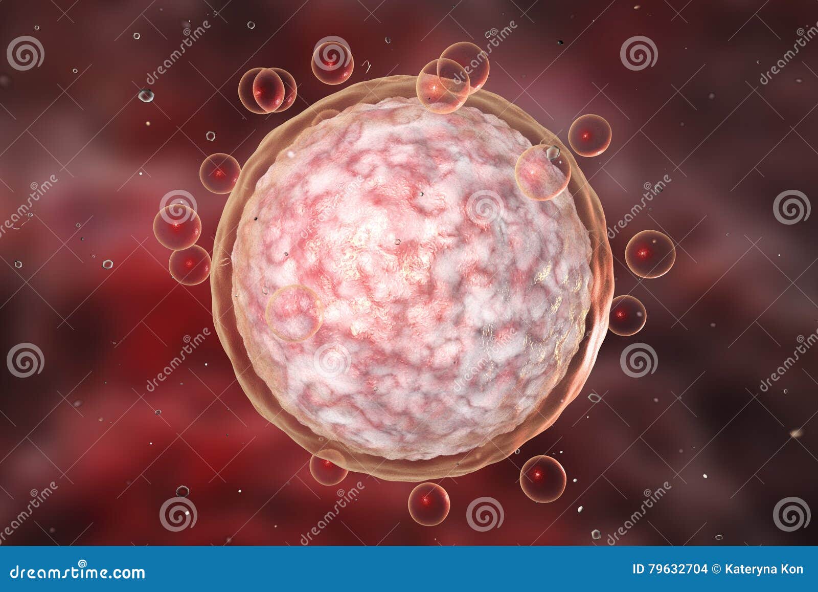 Menschliche Weibliche Eizelle Stock Abbildung - Illustration von ...