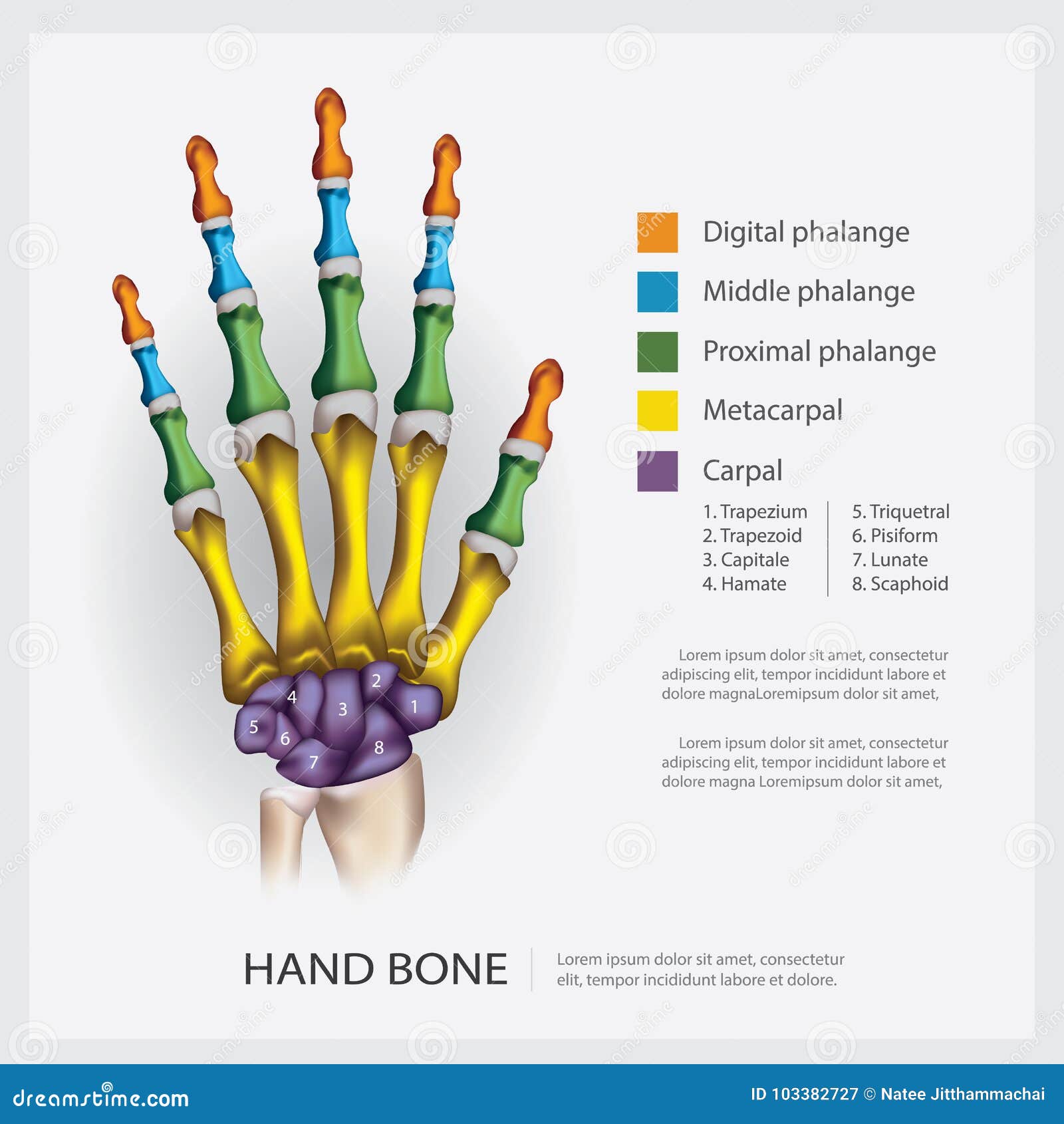 Menschlicher Anatomie-Handknochen Vektor Abbildung - Illustration von ...
