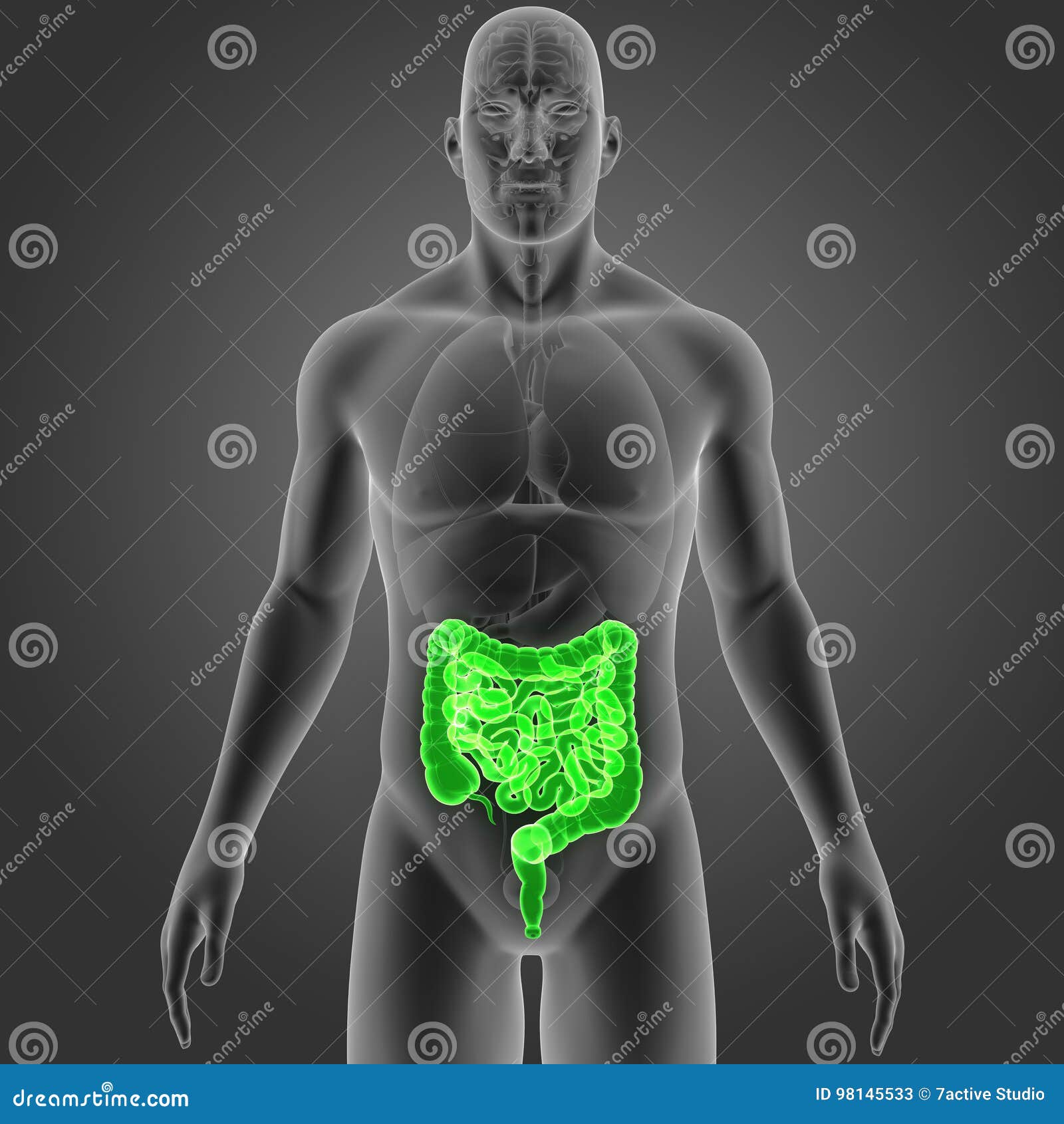 Menschlicher Darm Mit Organ-Vorderansicht Stock Abbildung ...