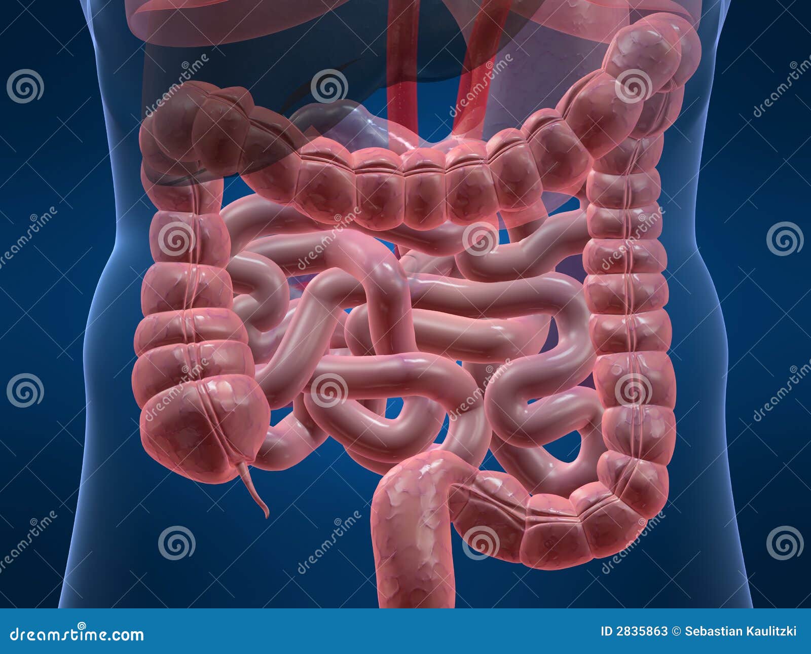 Menschlicher Doppelpunkt stock abbildung. Illustration von organ - 2835863