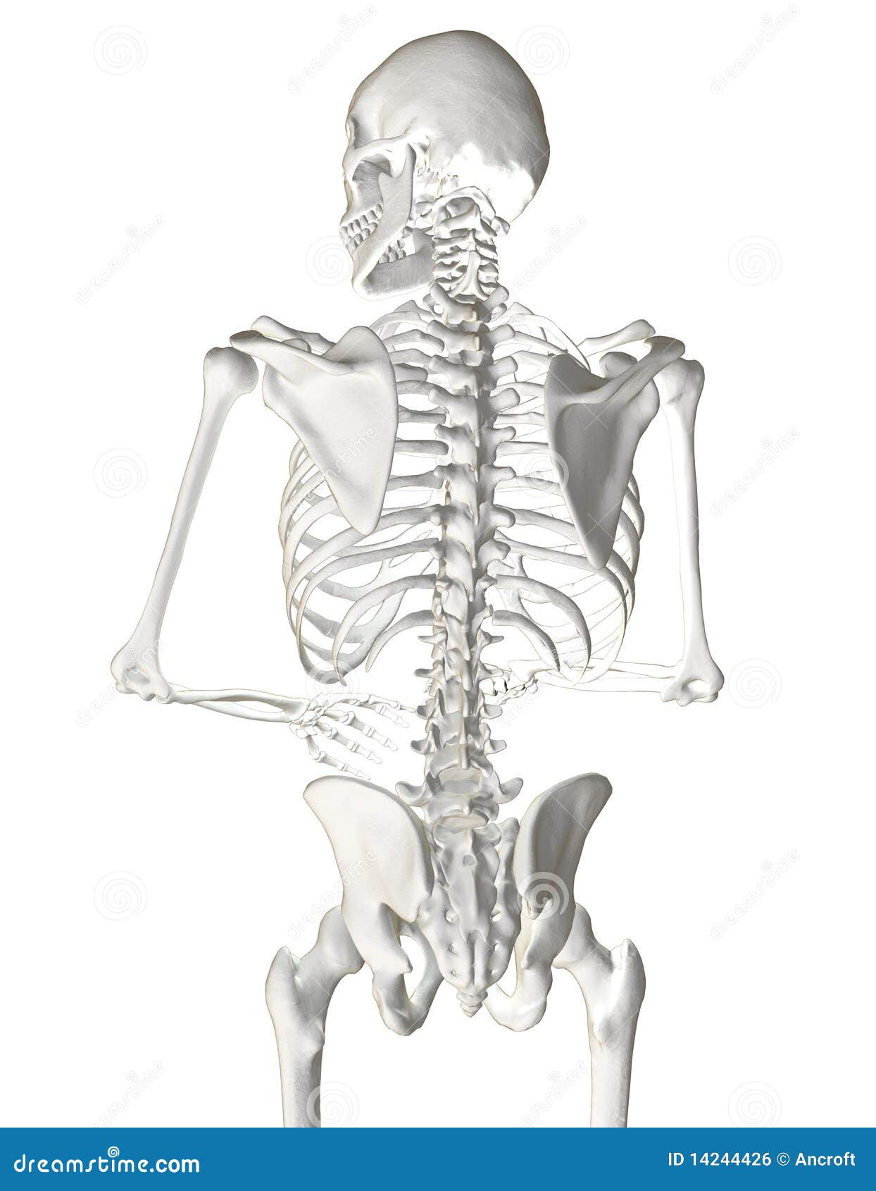 Menschlicher Dorn stock abbildung. Illustration von krankheit - 14244426