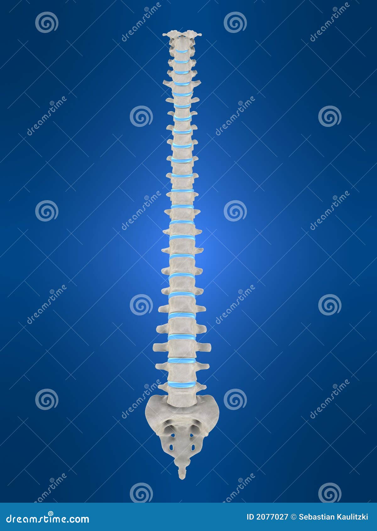 Menschlicher Dorn stock abbildung. Illustration von anatomie - 2077027