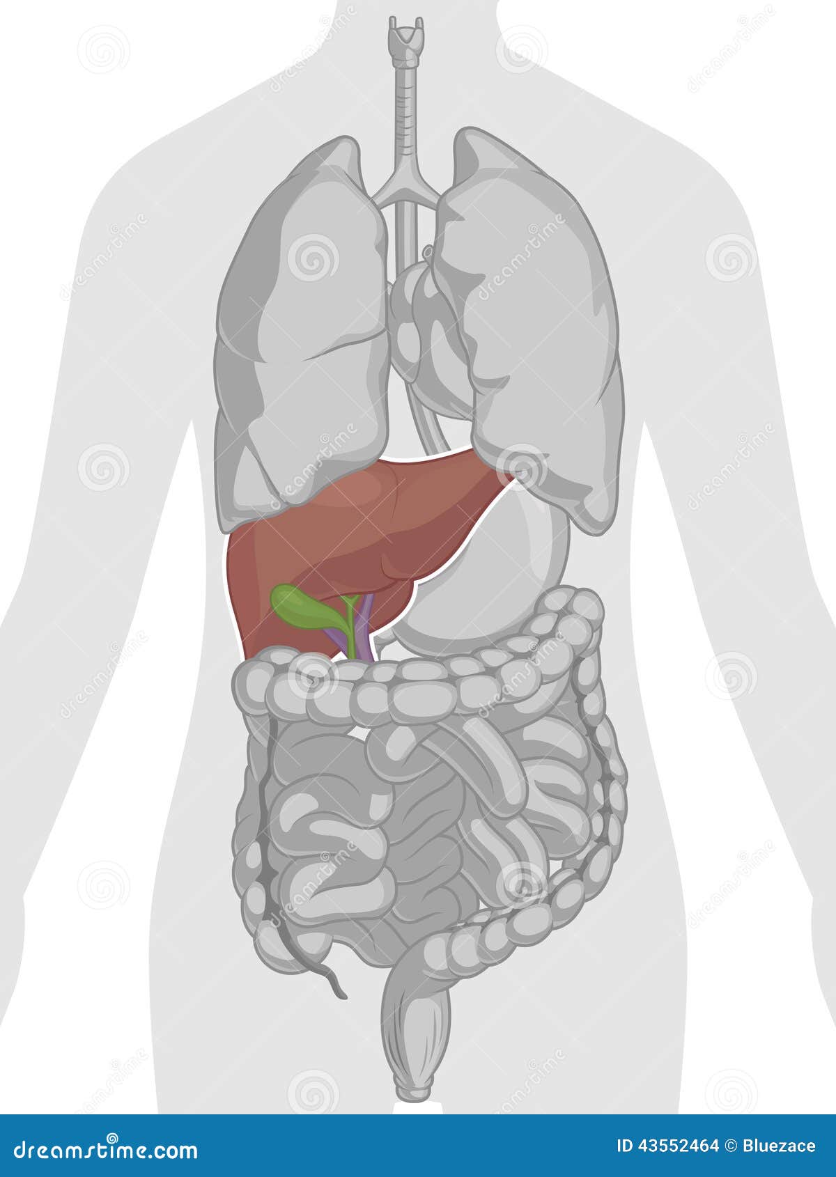 Menschlicher Körper-Anatomie - Leber Vektor Abbildung - Illustration ...