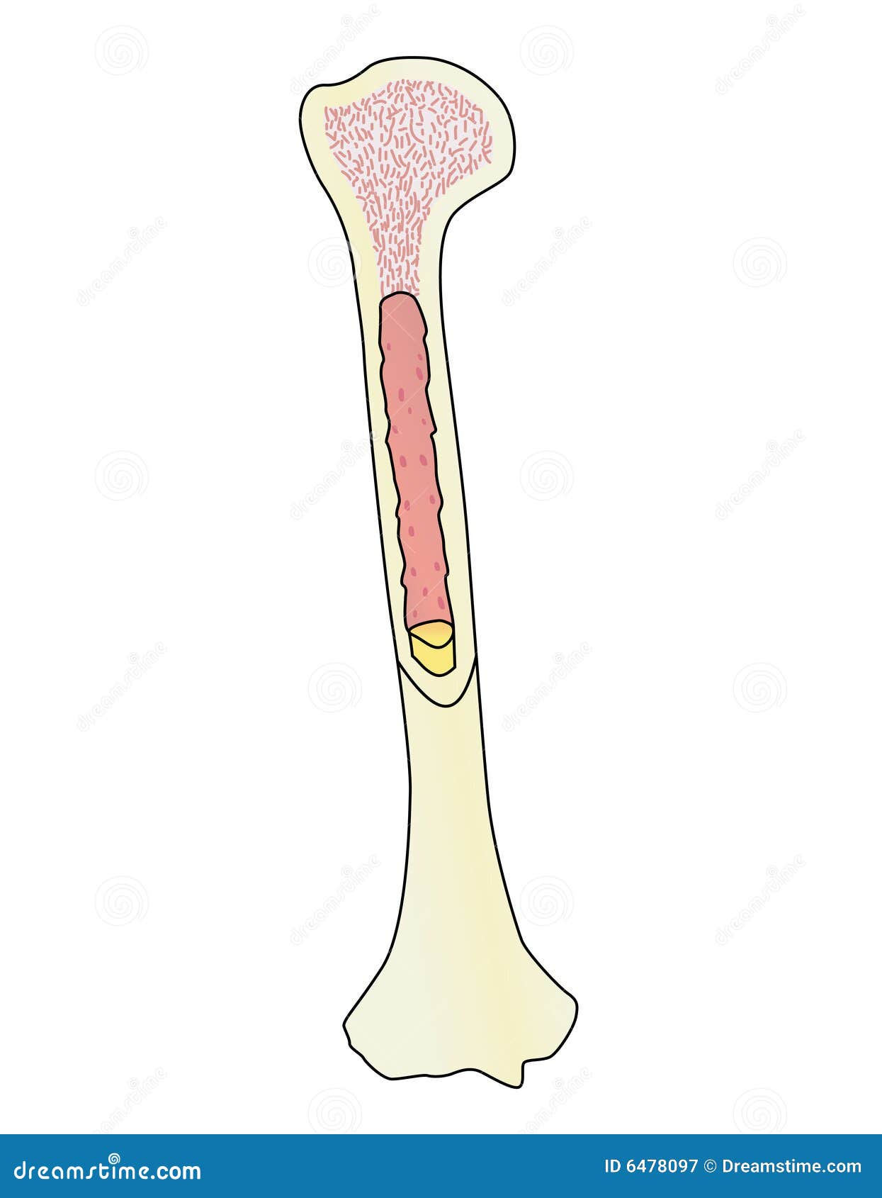 Menschlicher Knochen-Abbildung-Cutaway Vektor Abbildung - Illustration ...