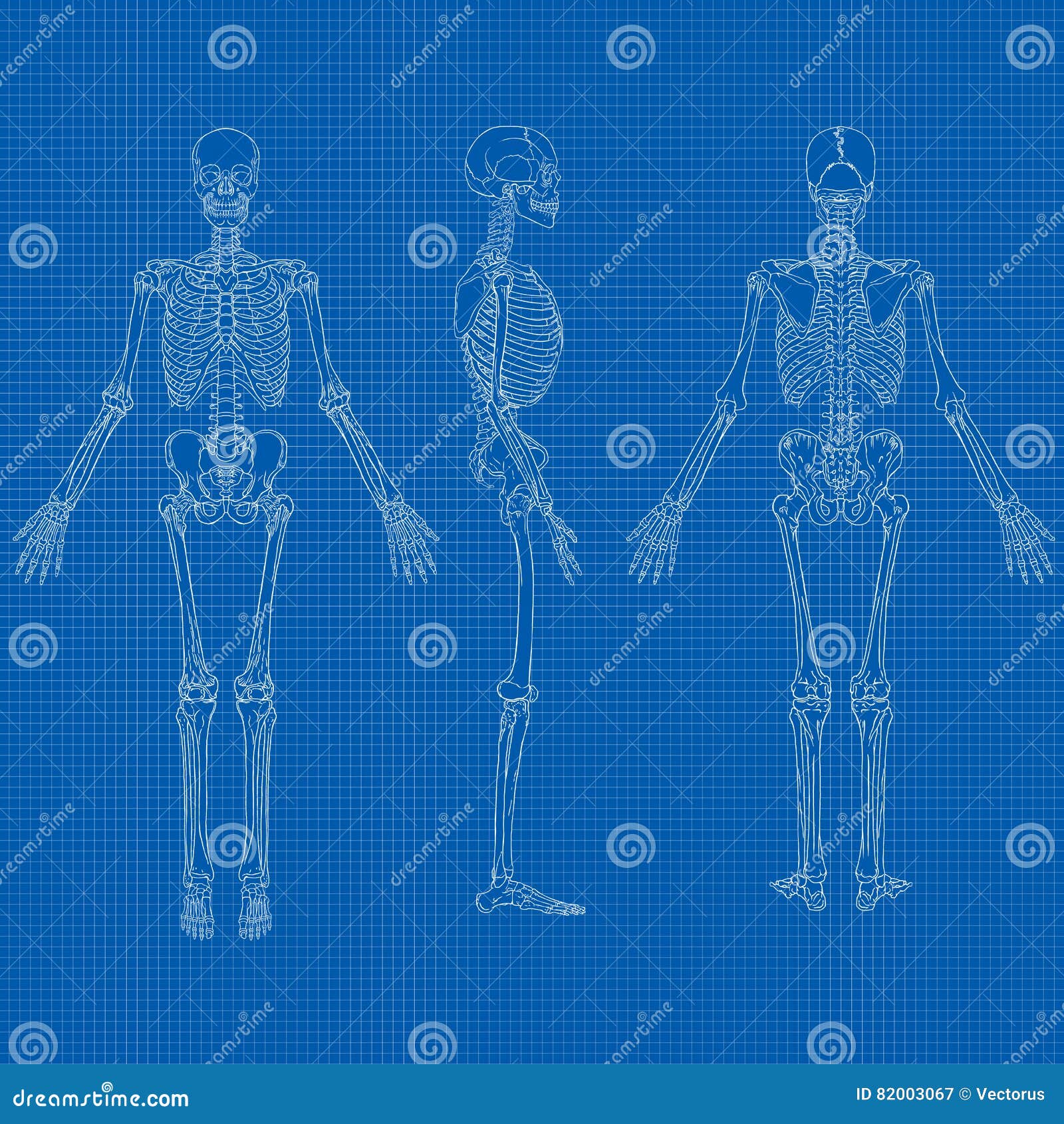 Menschlicher Skeleton Plan-Vektor Vektor Abbildung - Illustration von ...