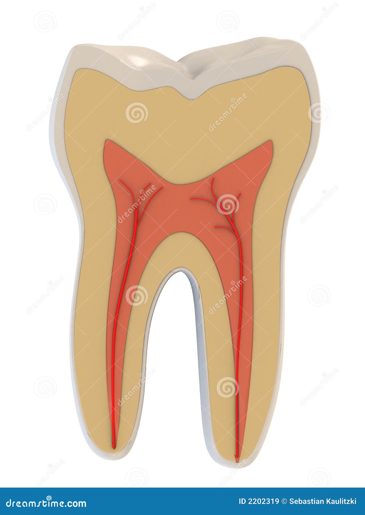 Menschlicher Zahn stock abbildung. Illustration von masse - 2202319