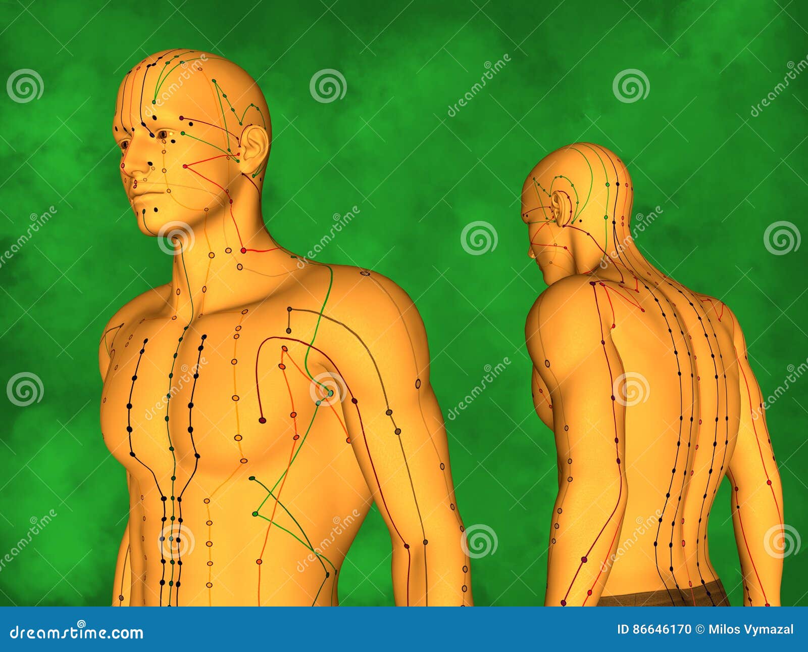 Menschliches Akupunktur-Modell Stock Abbildung - Illustration von ...