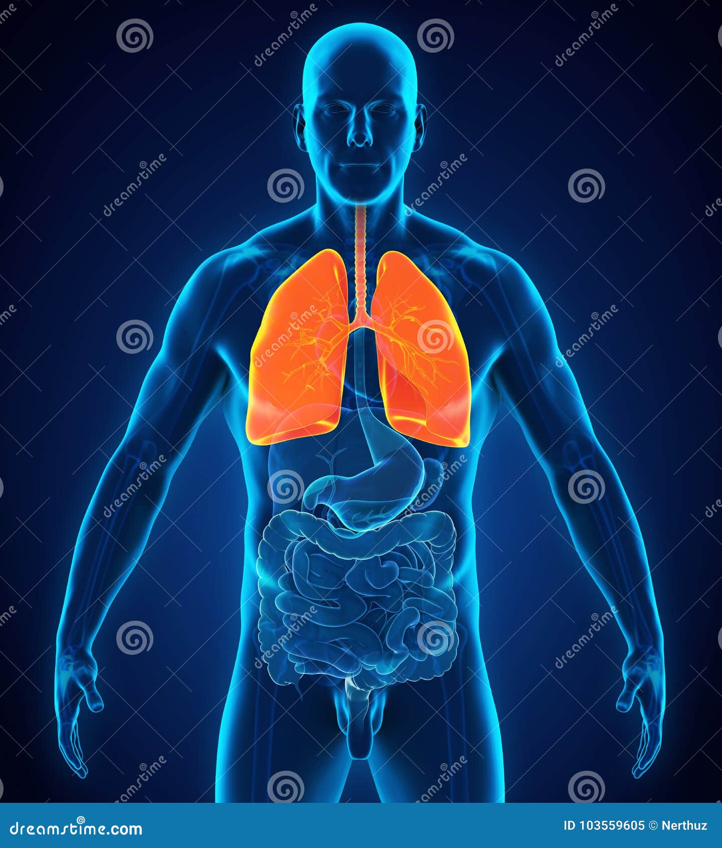 Menschliches Atmungssystem stock abbildung. Illustration von asthma ...