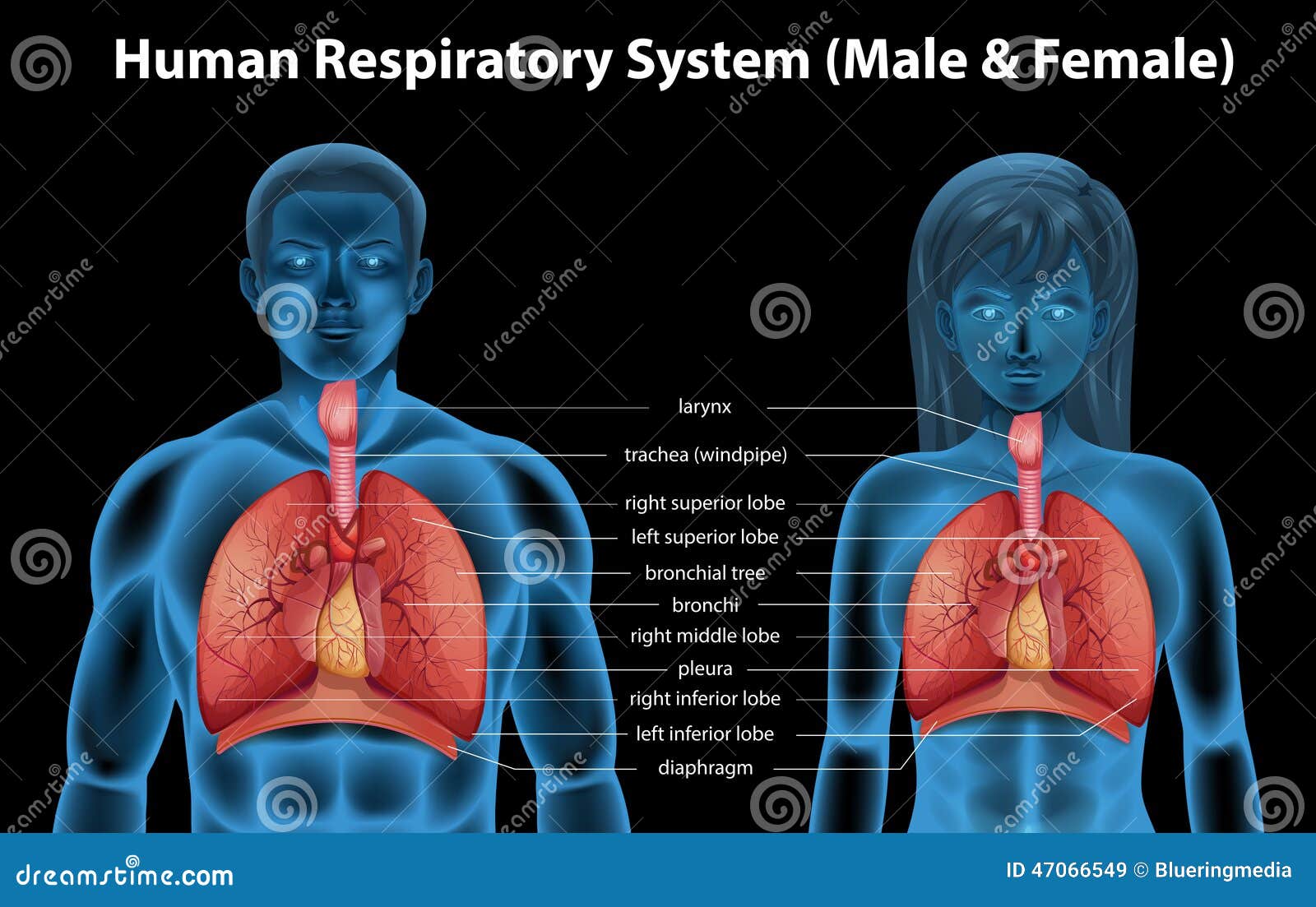 Menschliches Atmungssystem vektor abbildung. Illustration von ...