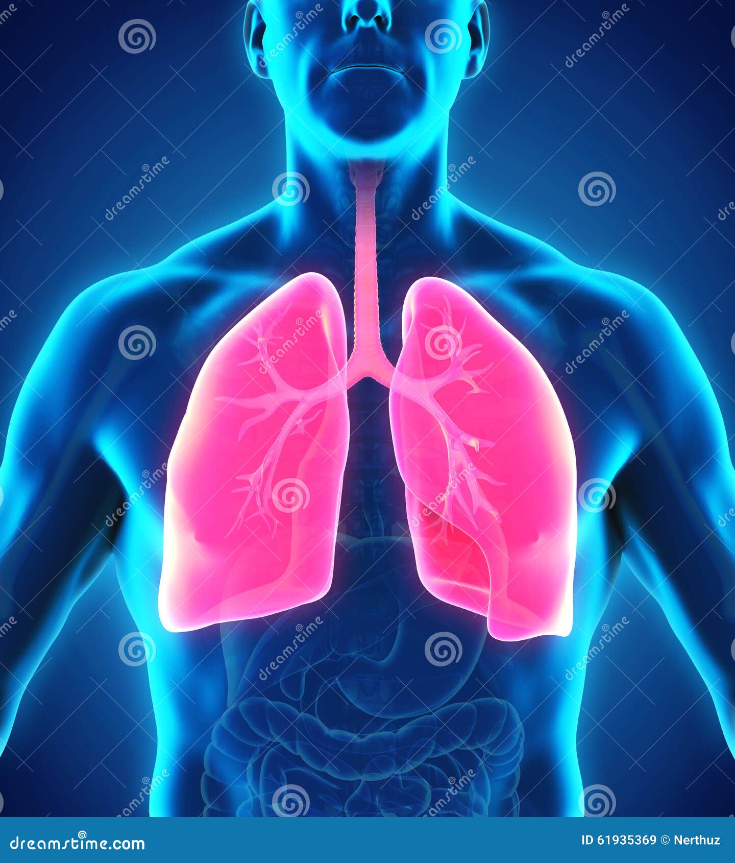 Menschliches Atmungssystem stock abbildung. Illustration von bronchitis ...