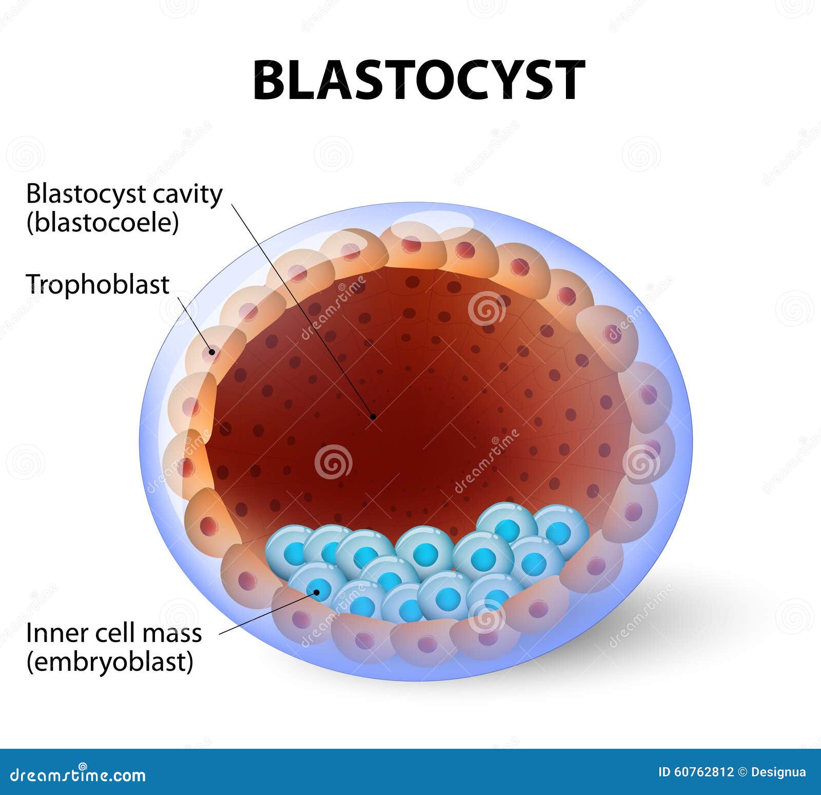 Menschliches Blastocyst, Mit Innerer Zellmasse Vektor Abbildung ...