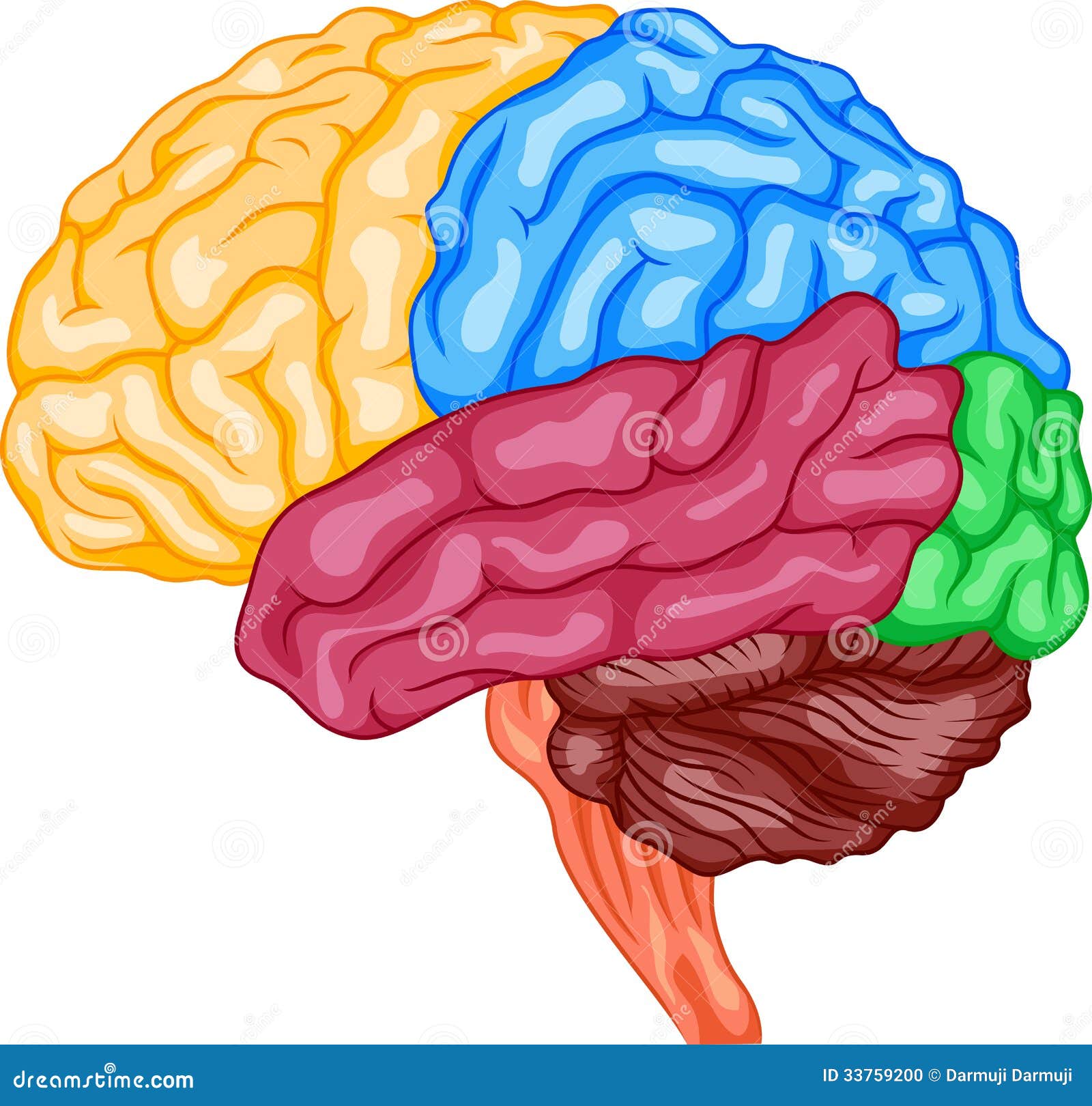 Menschliches Gehirn vektor abbildung. Illustration von kopf - 33759200