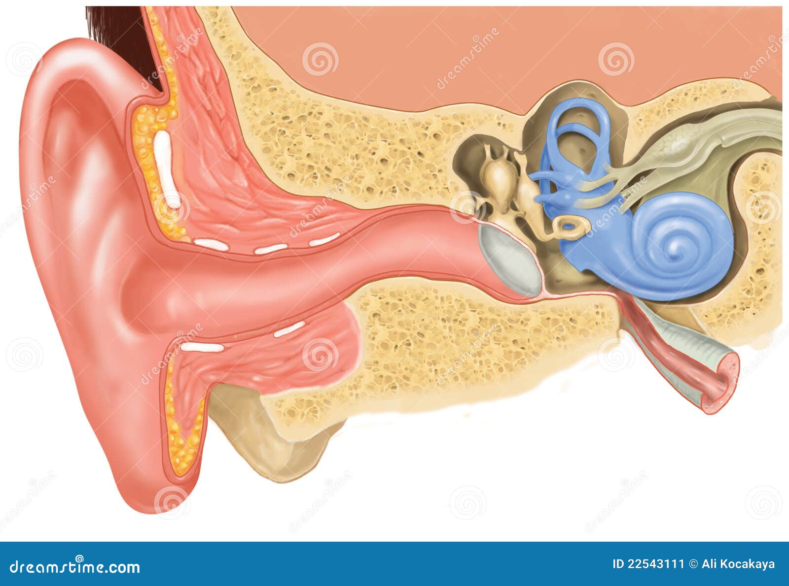 Menschliches Ohr stock abbildung. Illustration von medizin - 22543111