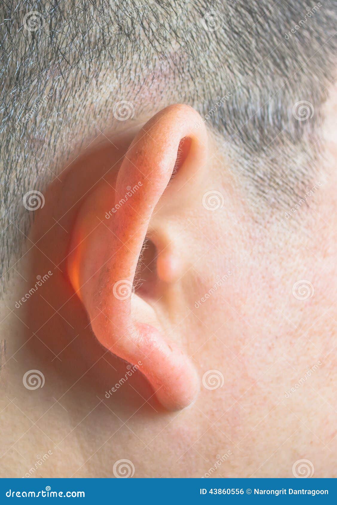 Menschliches Ohr stockfoto. Bild von organ, erwachsener - 43860556