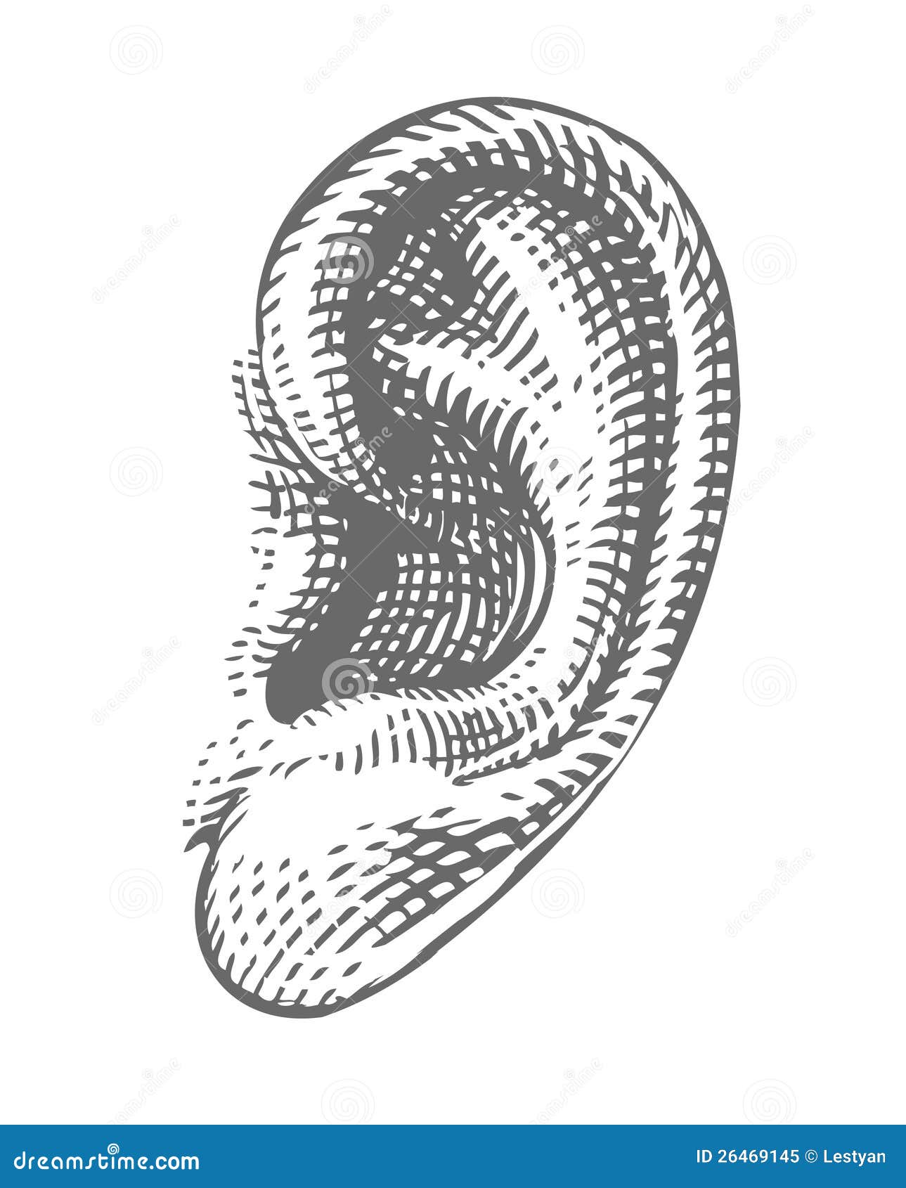Menschliches Ohr in Gravierter Art Vektor Abbildung - Illustration von ...
