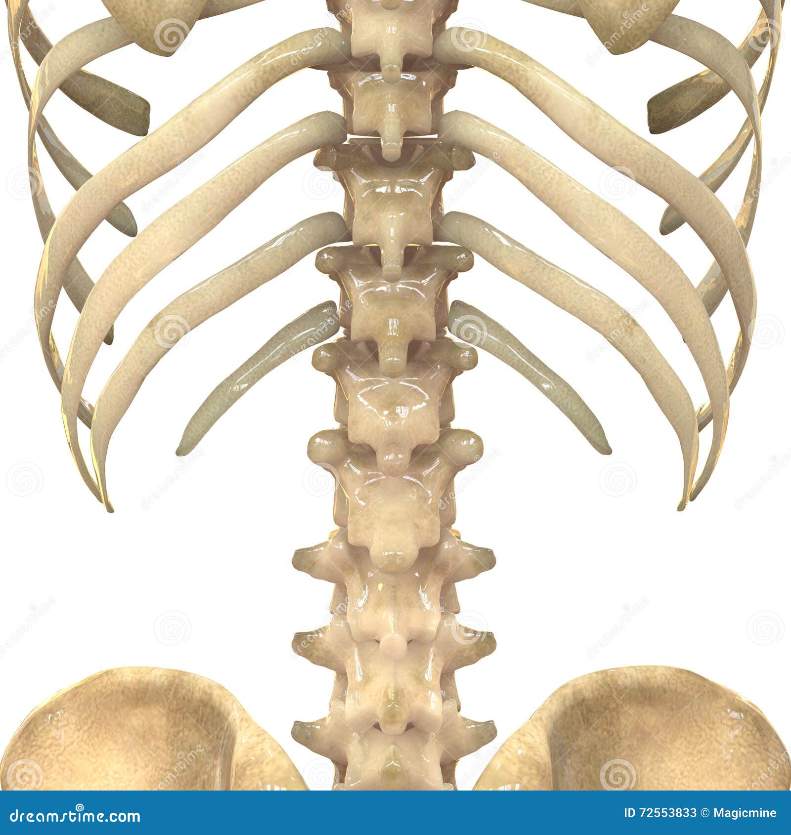 Menschliches Skeleton System (Knochen-Anatomie) Stock Abbildung ...