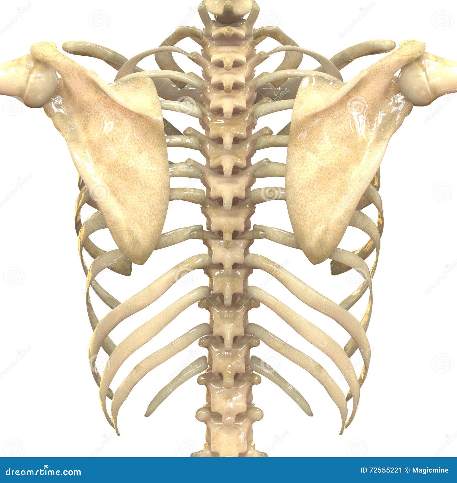 Menschliches Skeleton System (Knochen-Anatomie) Stock Abbildung ...