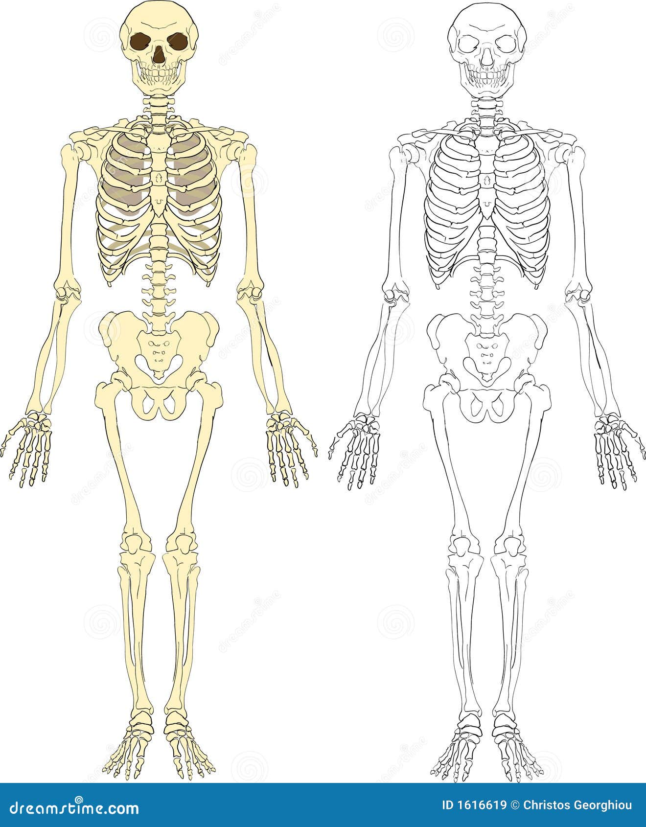 Menschliches Skelett vektor abbildung. Illustration von gesundheit ...