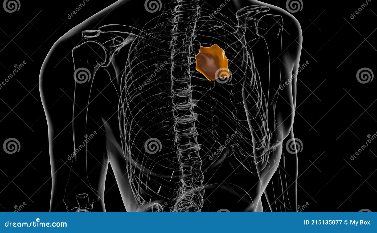 Menschliches Skelett Manubrium Anatomie 3d Stock Abbildung ...