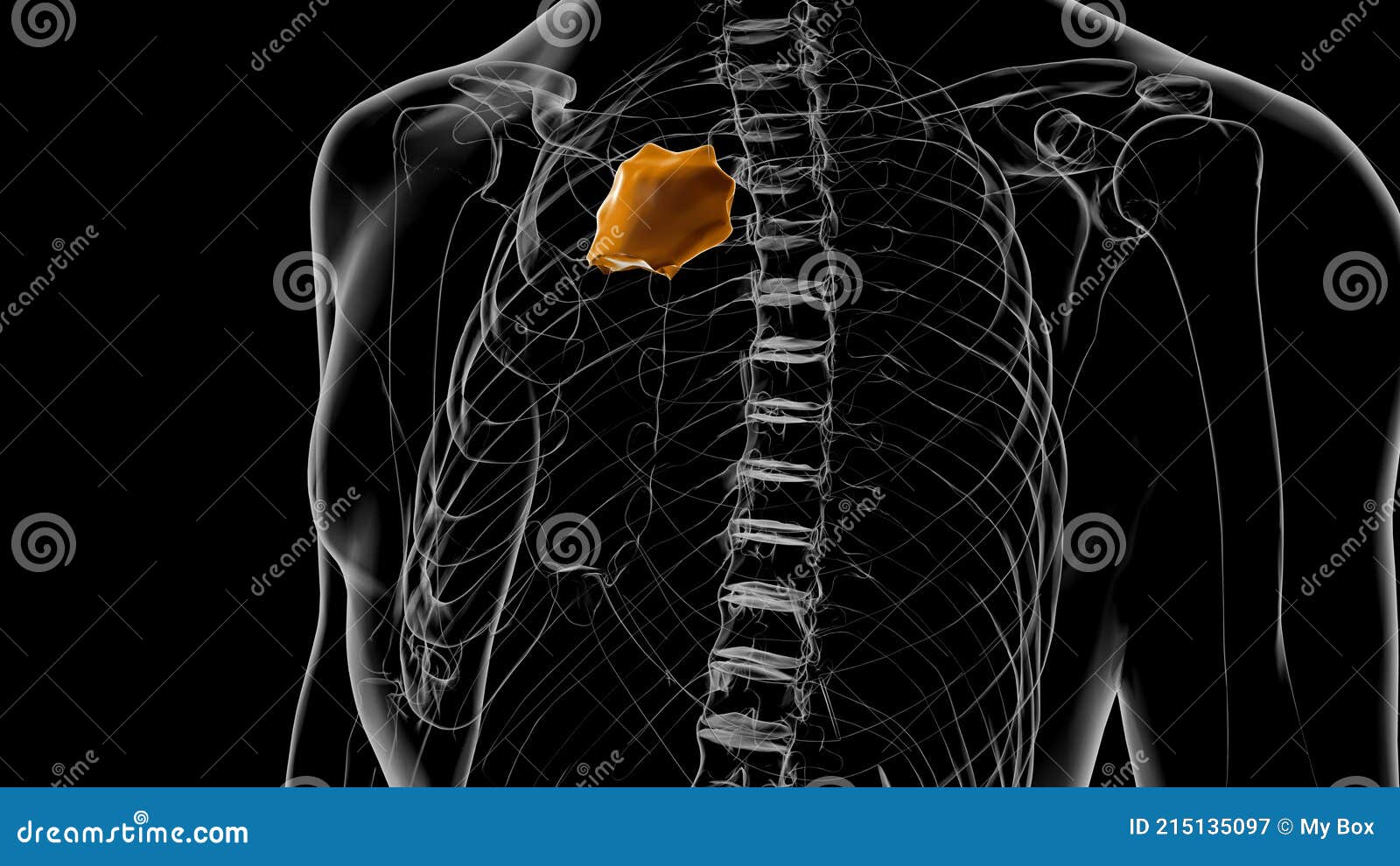 Menschliches Skelett Manubrium Anatomie 3d Stock Abbildung ...