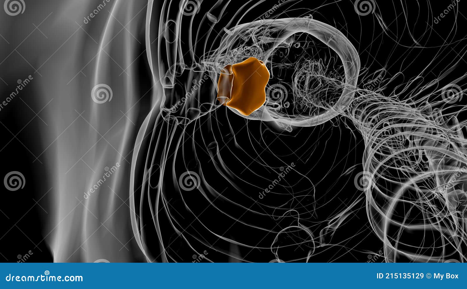 Menschliches Skelett Manubrium Anatomie 3d Stock Abbildung ...