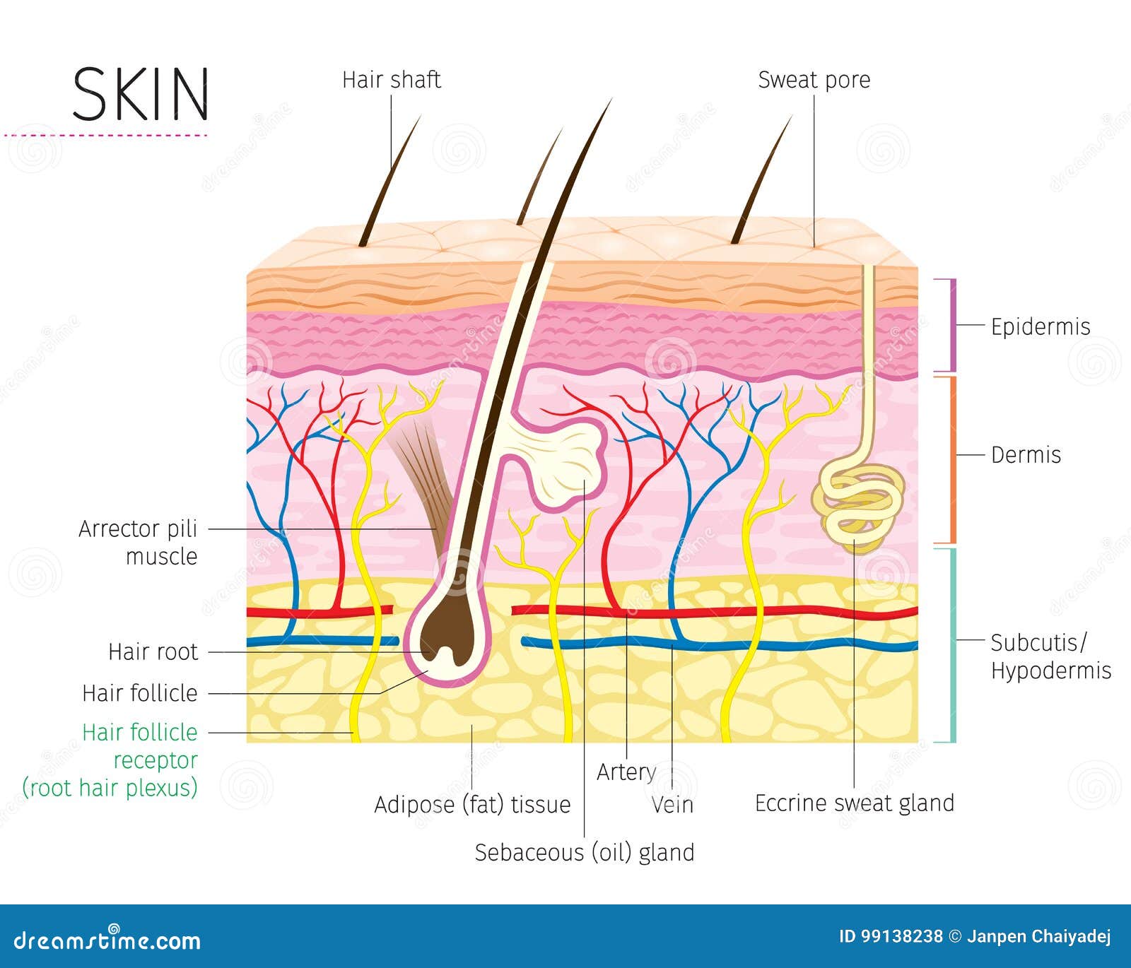 Menselijk Anatomie, Huid En Haardiagram Vector Illustratie ...