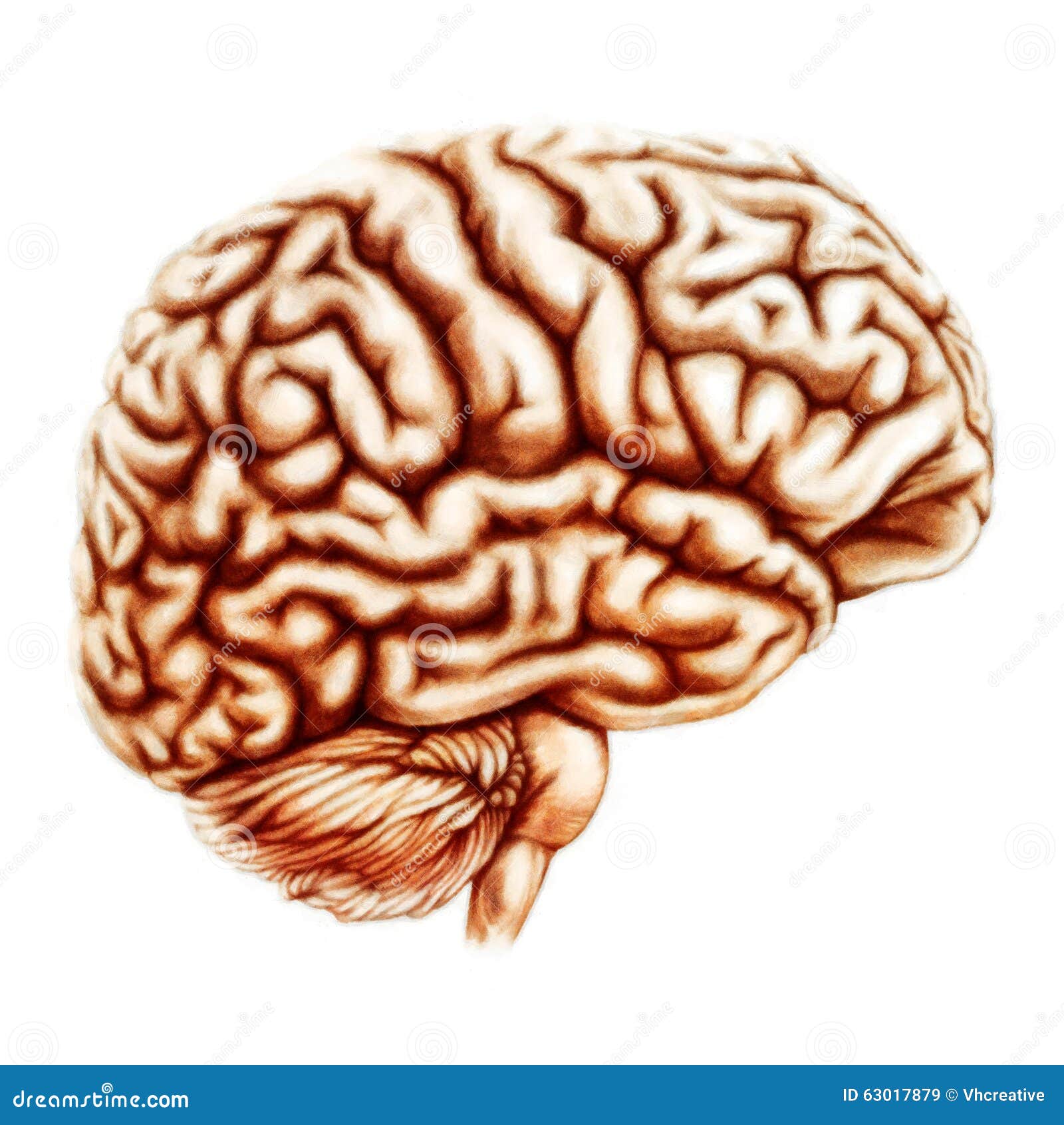 Menselijk Brain Anatomy Illustration Stock Illustratie - Illustration ...