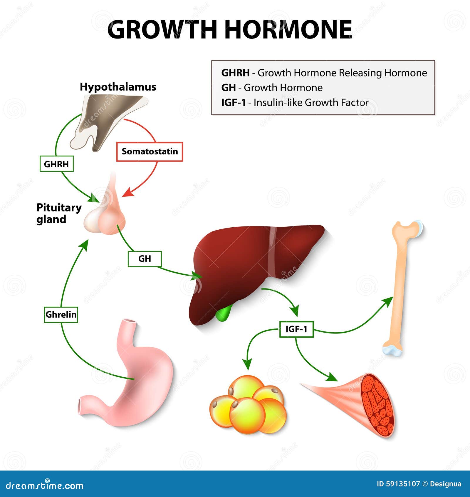 Menselijk de Groeihormoon vector illustratie. Illustration of ...